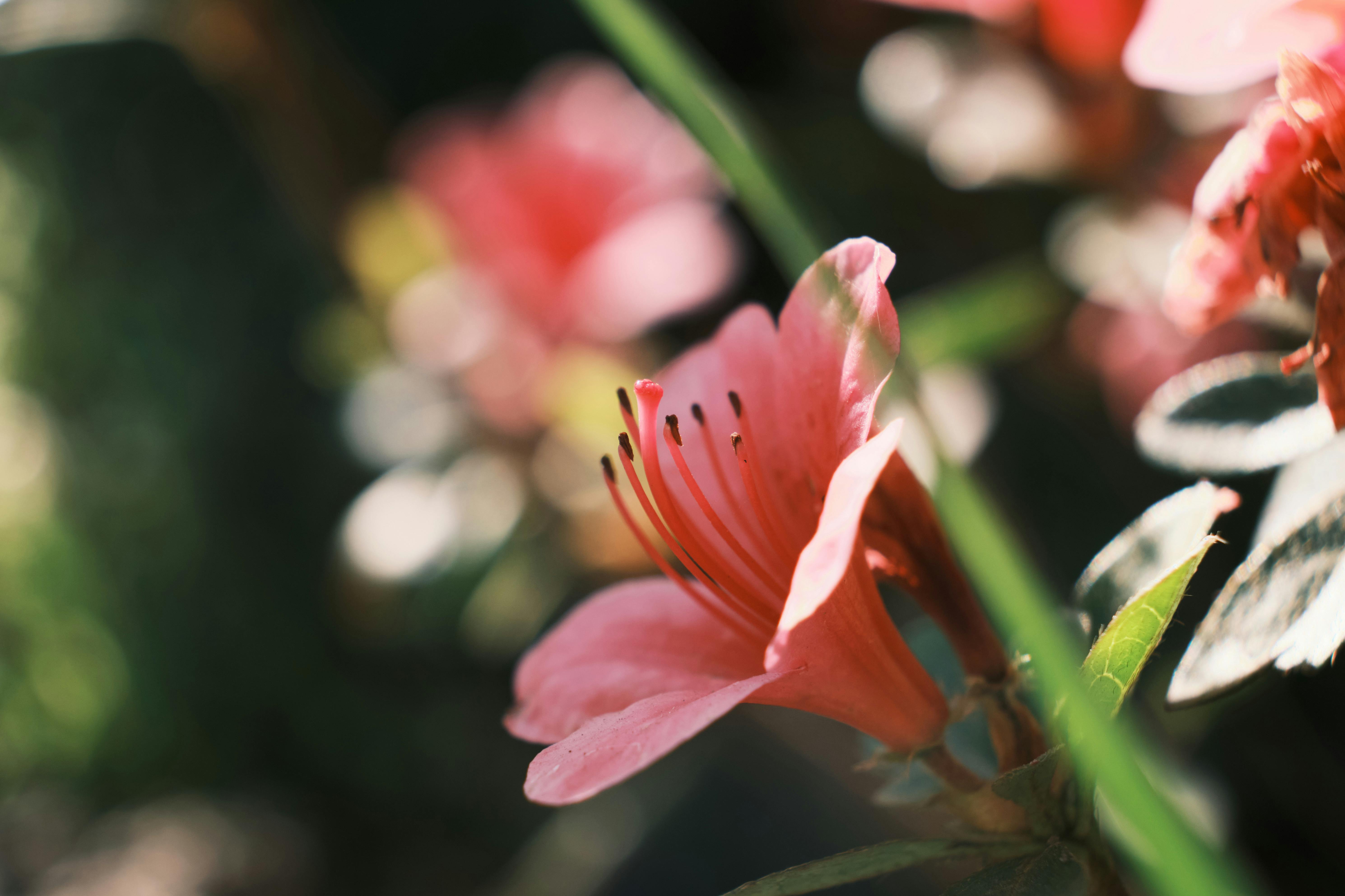 Tender pink flower of tree in closeup · Free Stock Photo