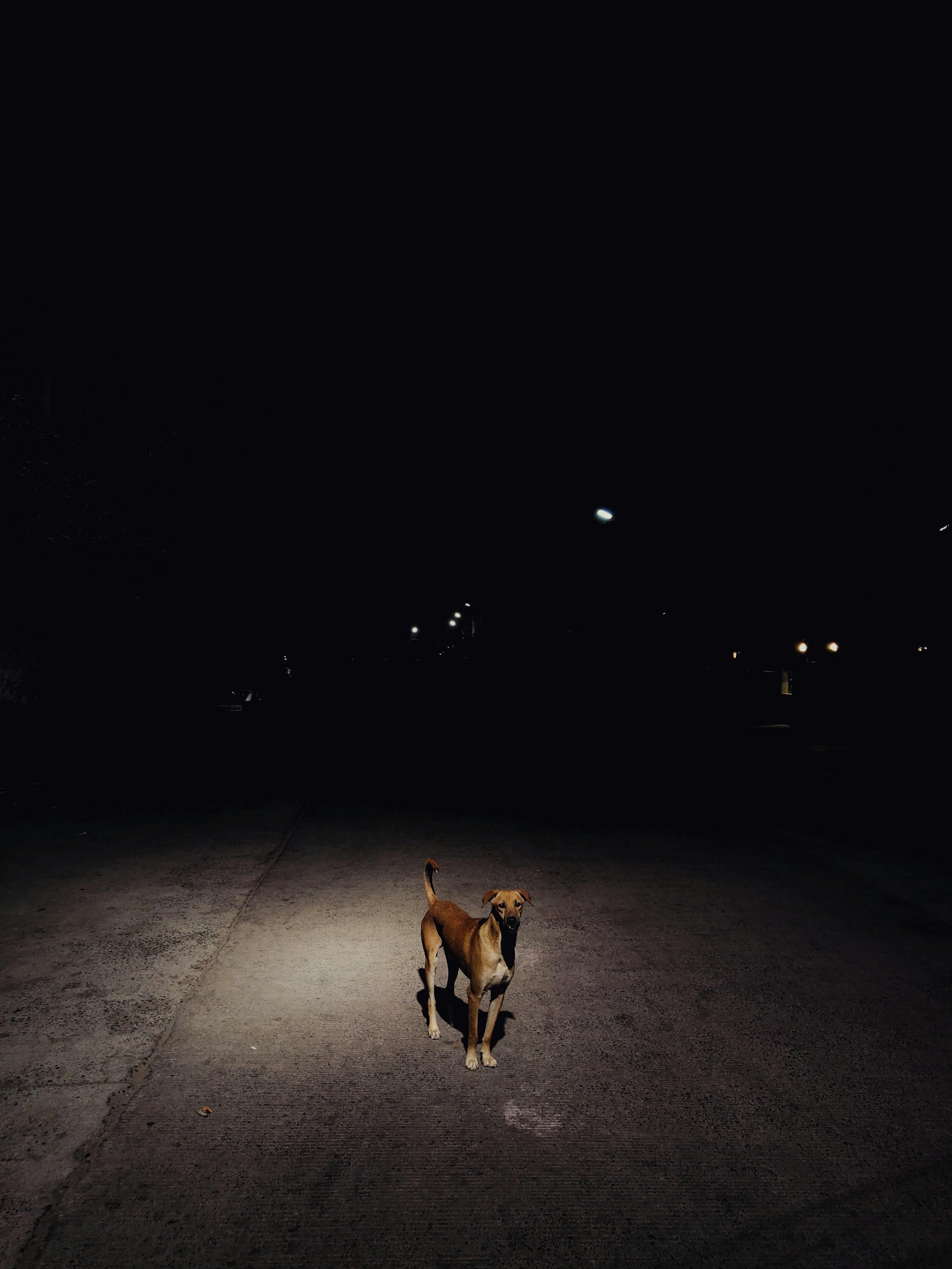 Dog Street Dark Photos, Download The BEST Free Dog Street Dark Stock ...