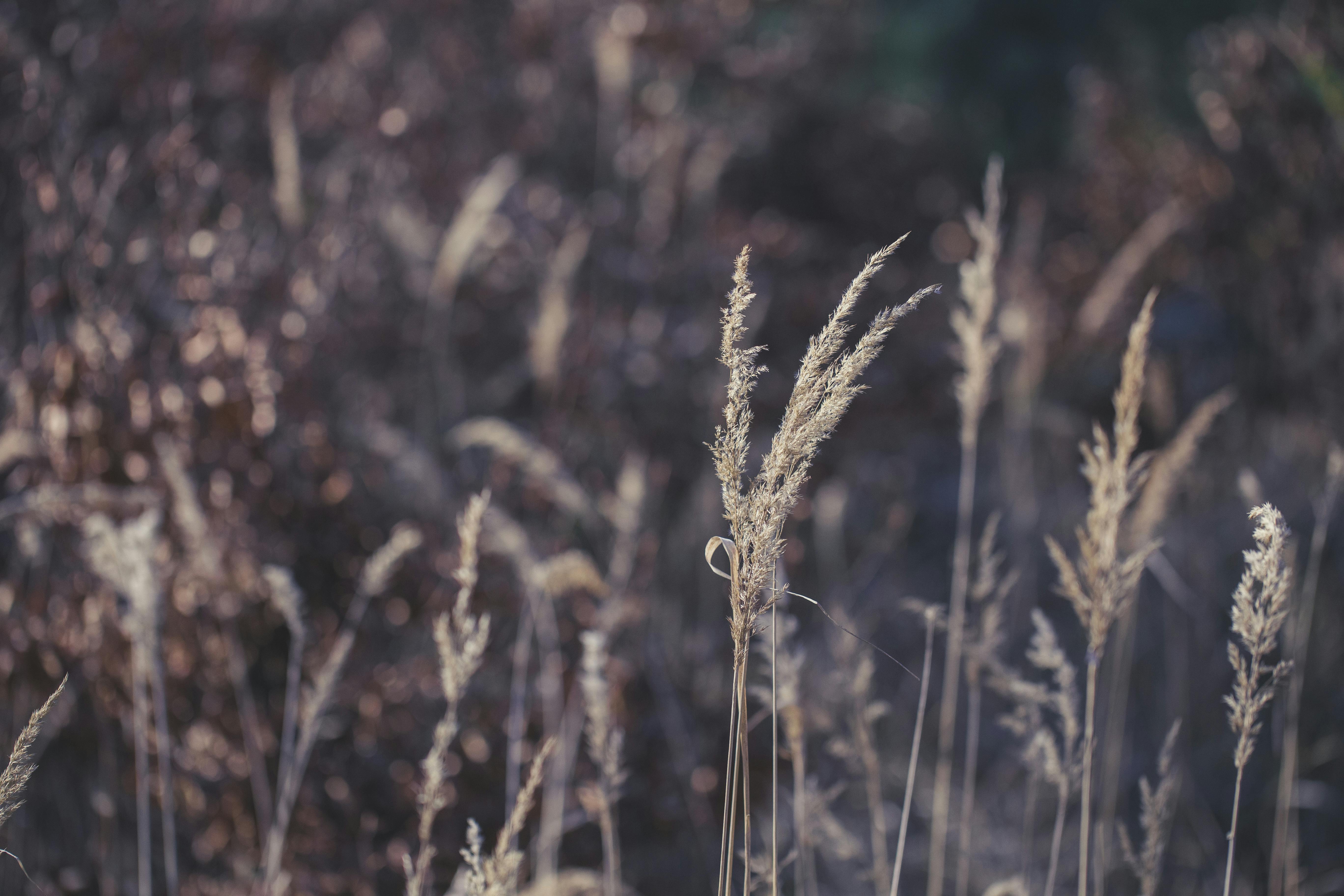 Rye · Free Stock Photo