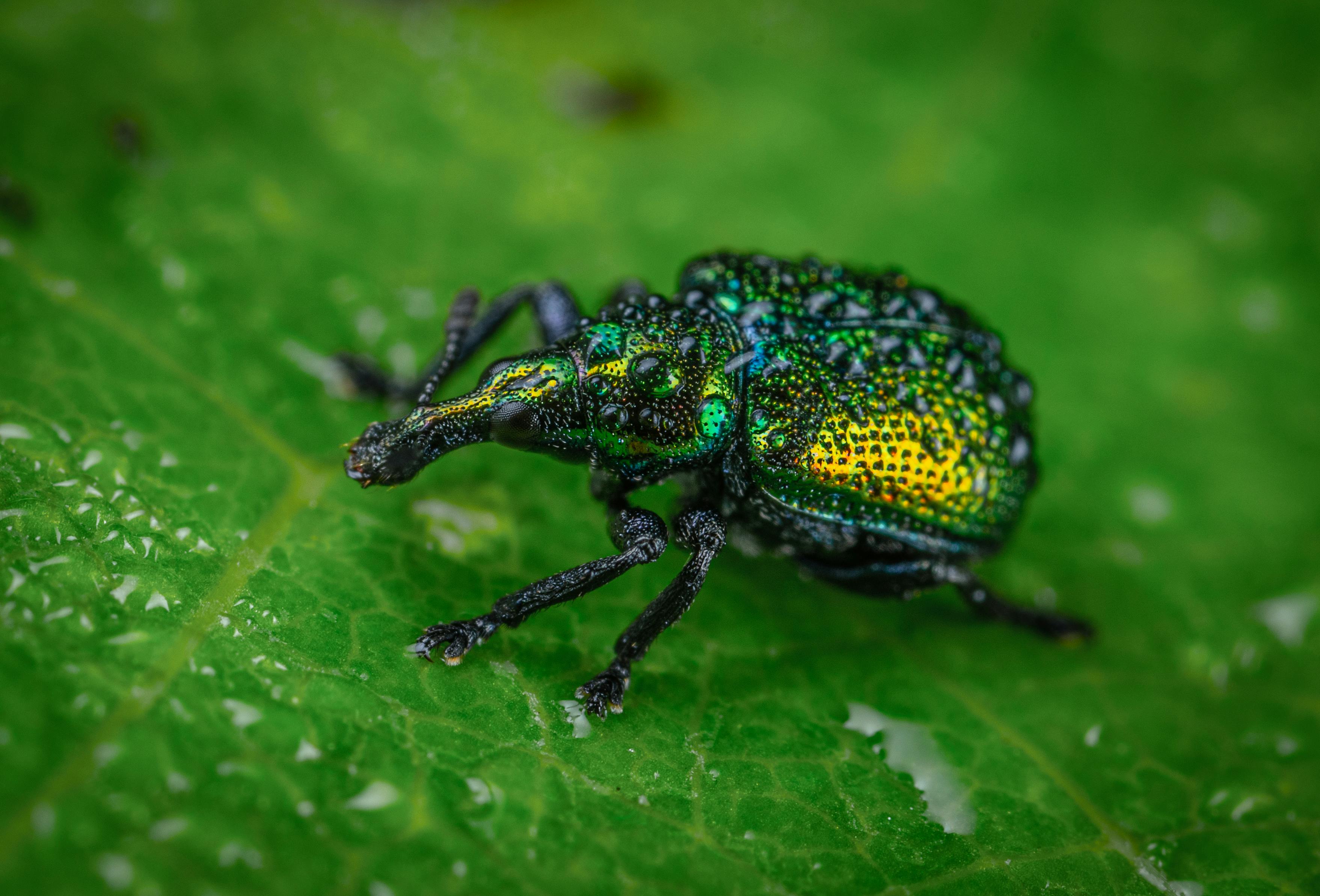 30+ Best Weevil Photos · 100% Free Download · Pexels Stock Photos