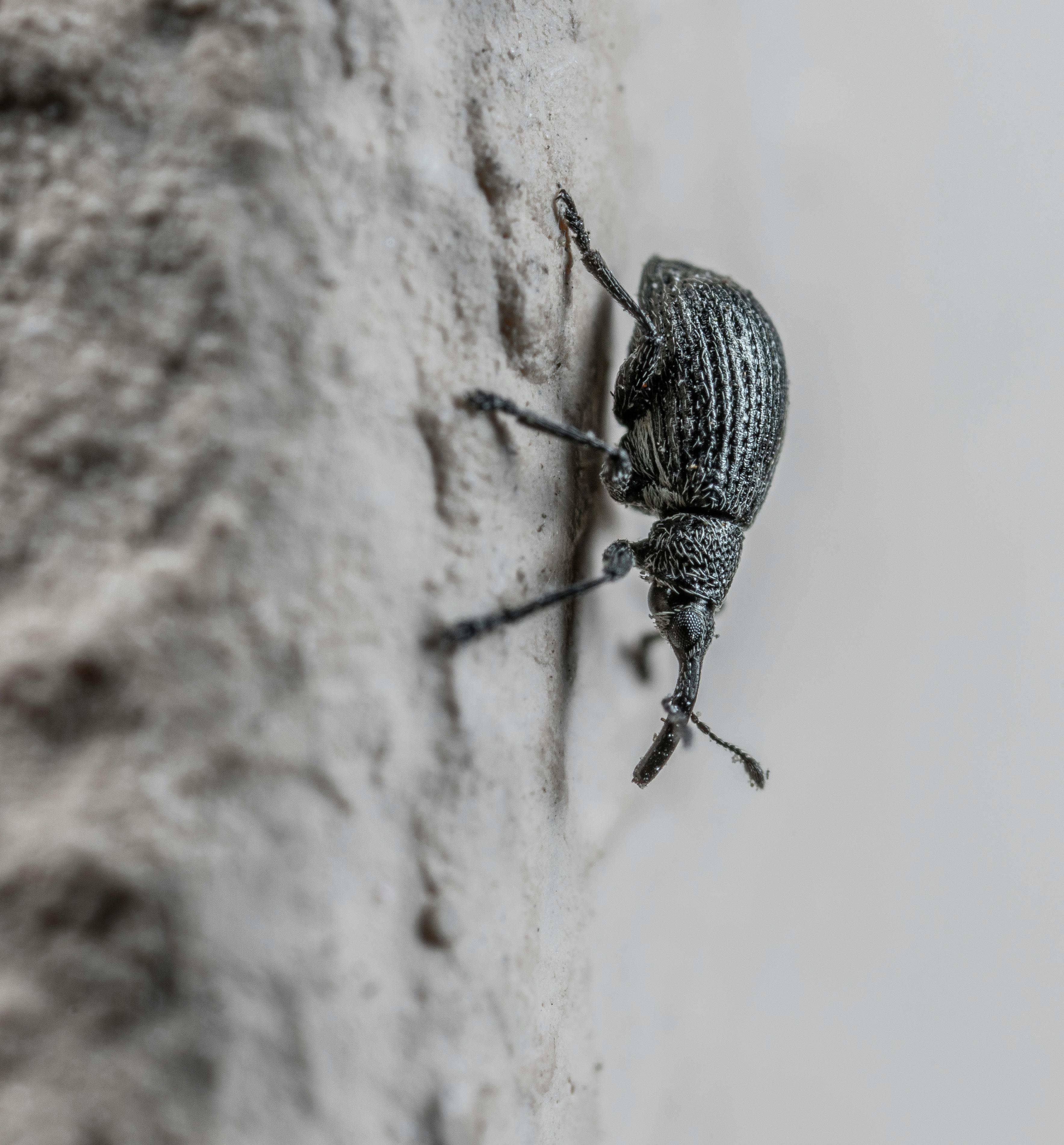 Grayscale Photo of a Beetle · Free Stock Photo