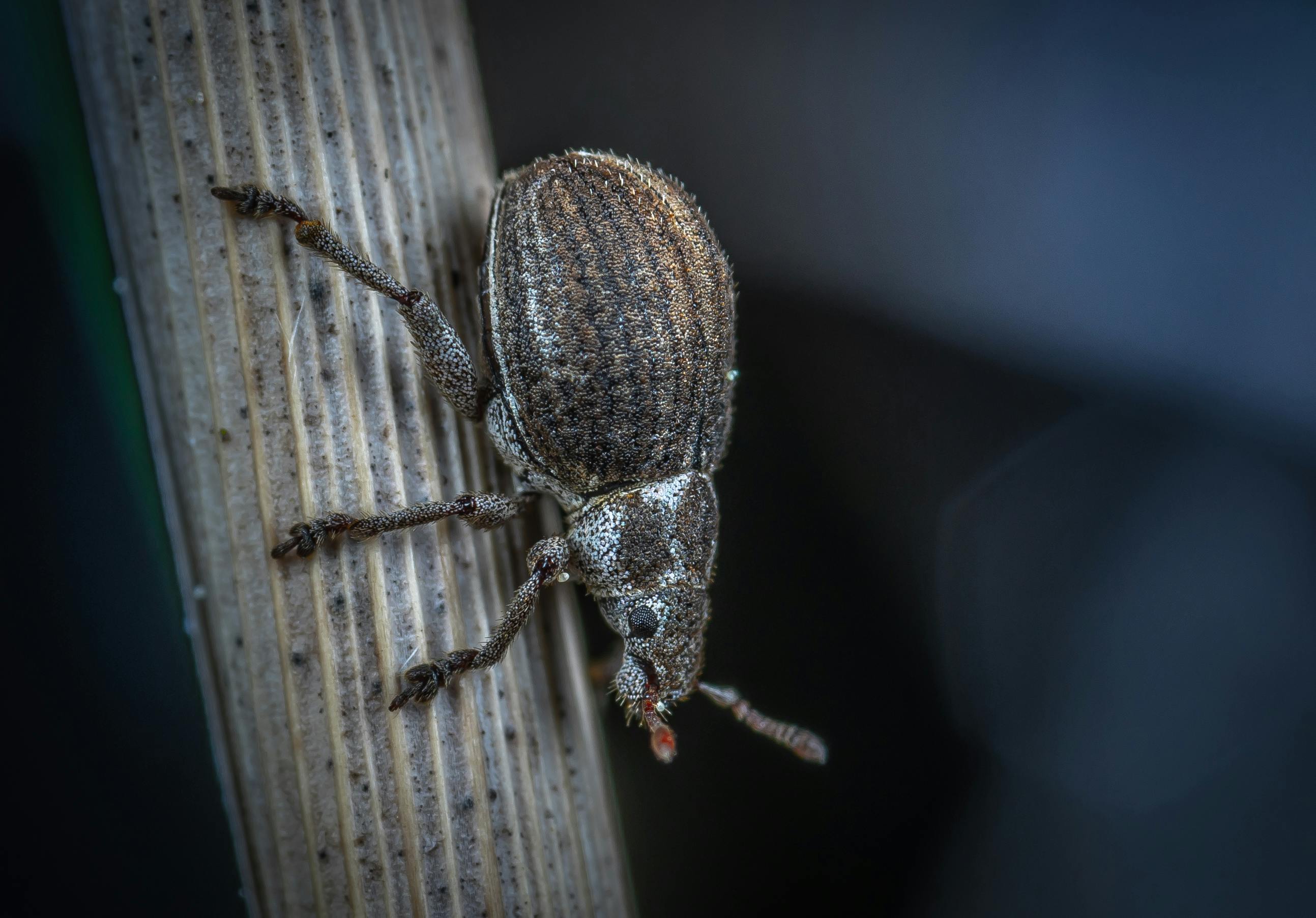 60+ Best Filbert Weevil Photos · 100% Free Download · Pexels Stock Photos