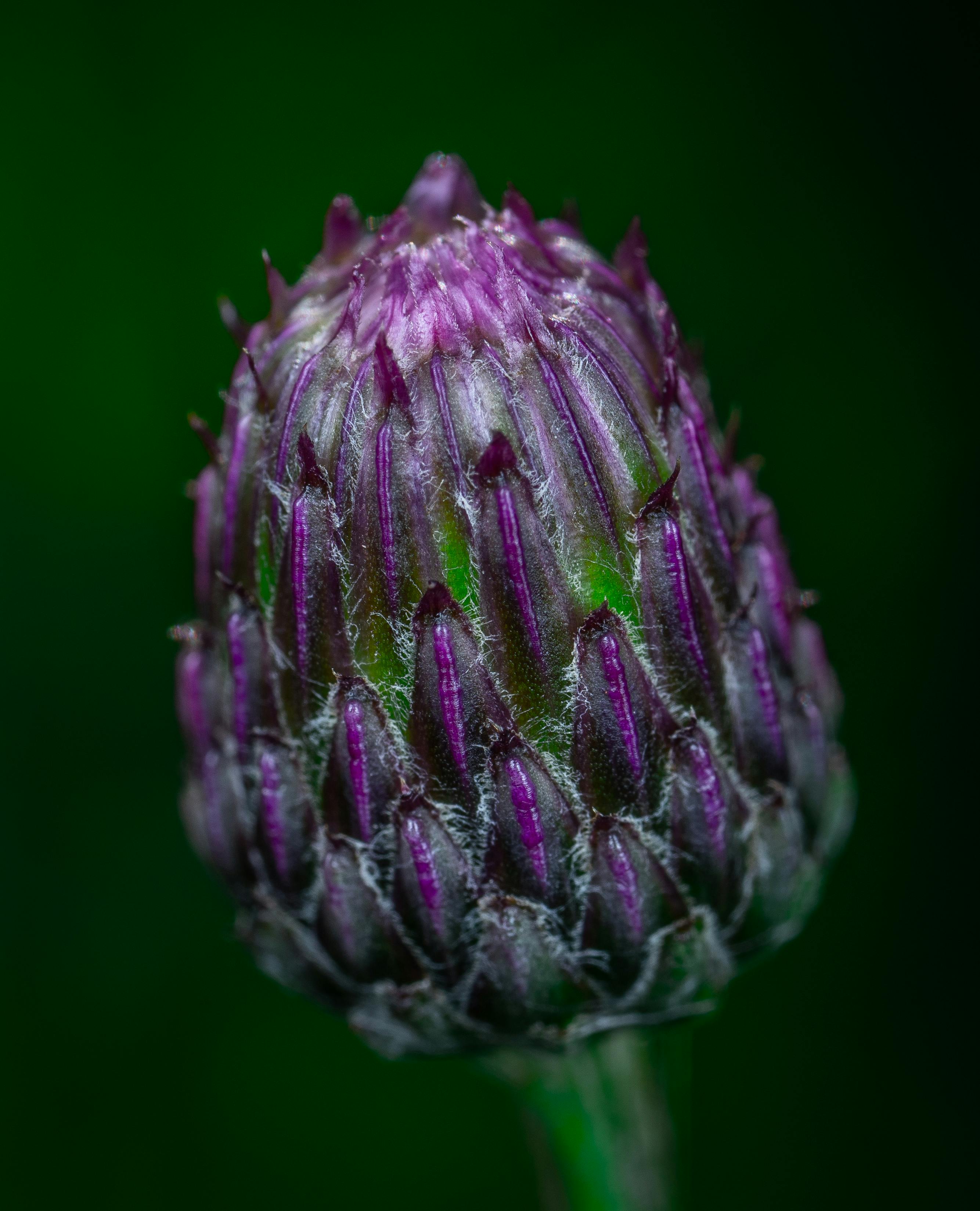 Macro Shot of Green Flower Buds · Free Stock Photo