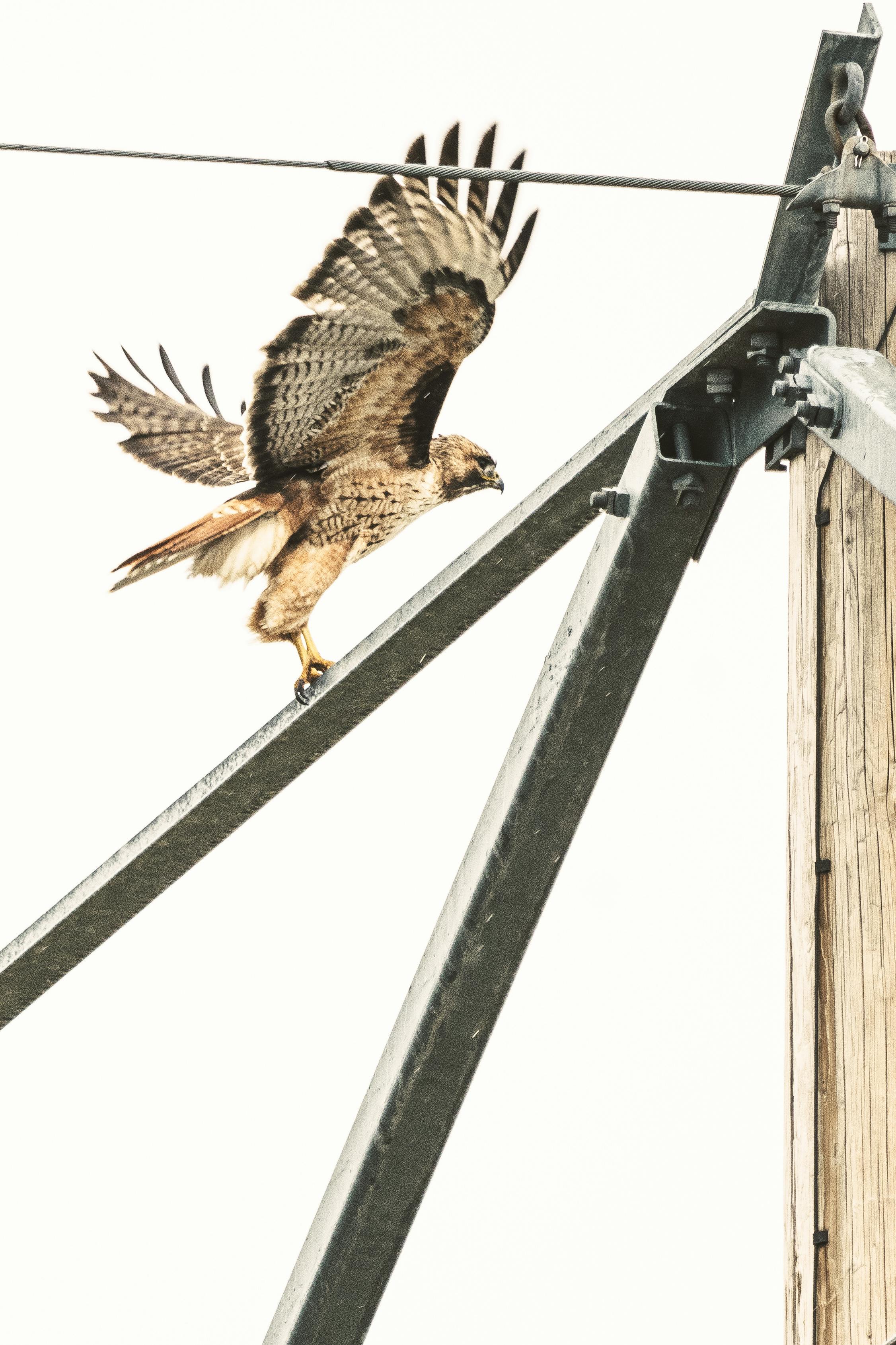 Predatory bird with spread wings sitting on wooden post · Free Stock Photo