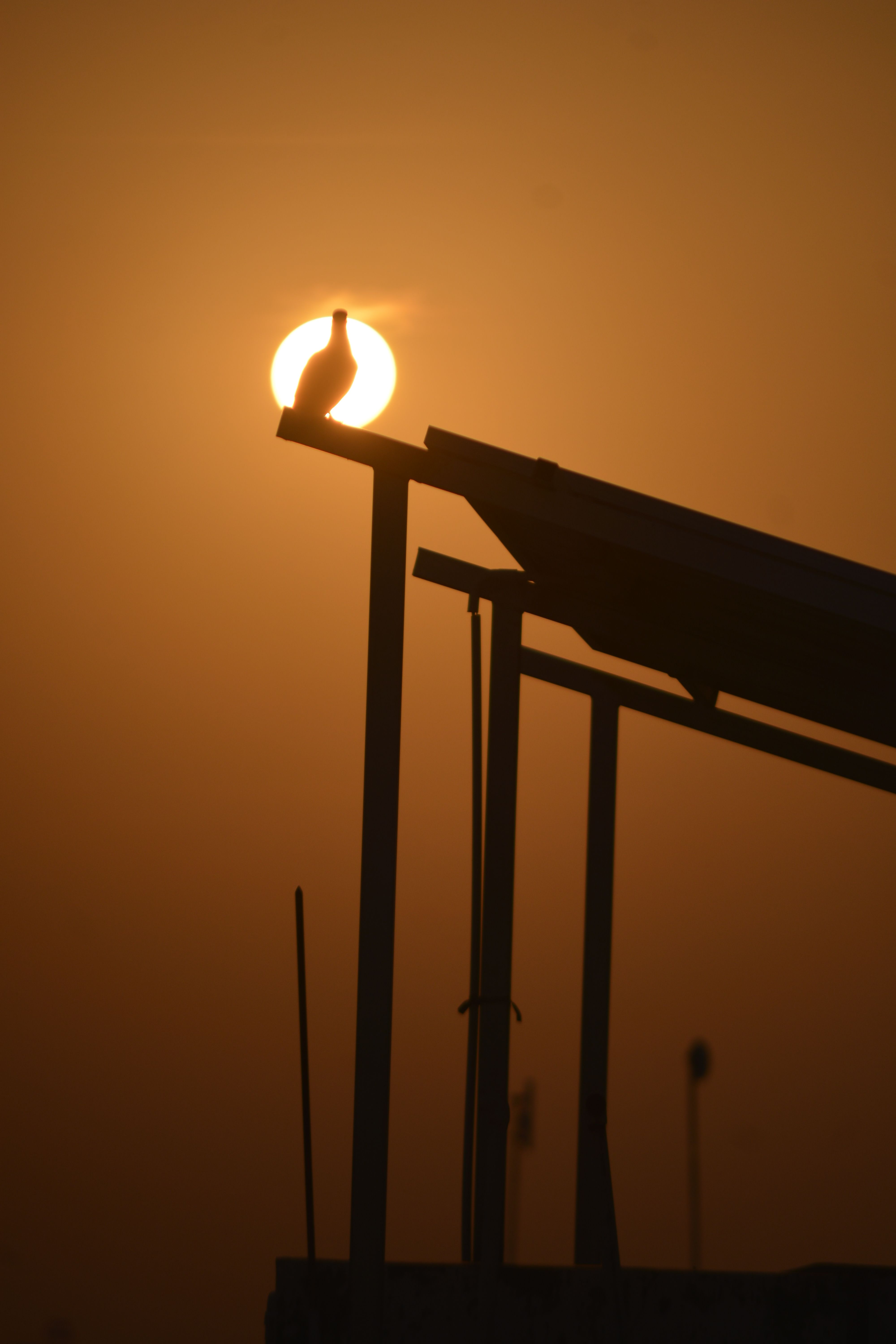 Silhouette of bird behind glowing sun at colorful sunset · Free Stock Photo