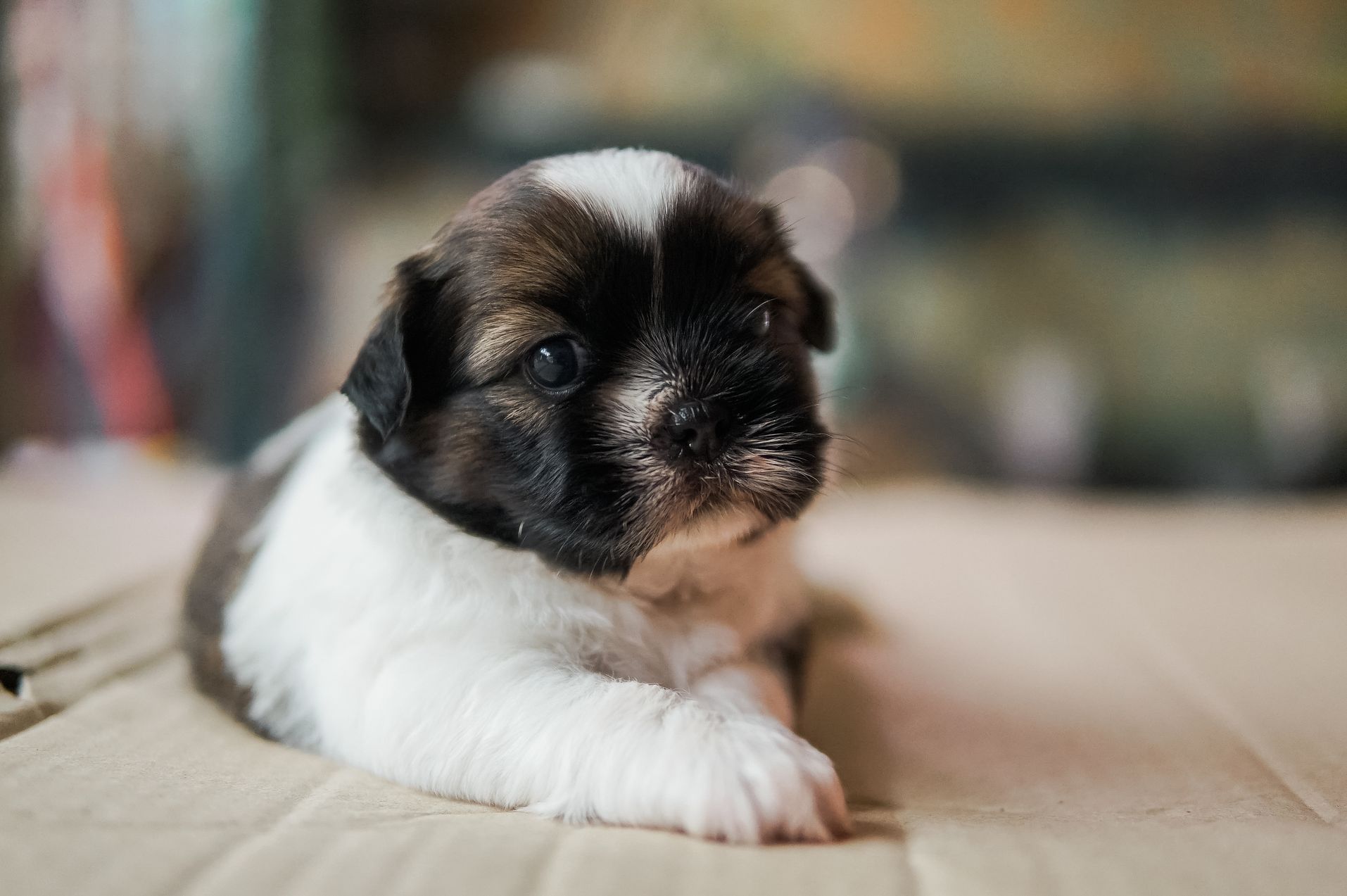 Shih Tzu Behavior and Care: Expert Tips and Advice Inside