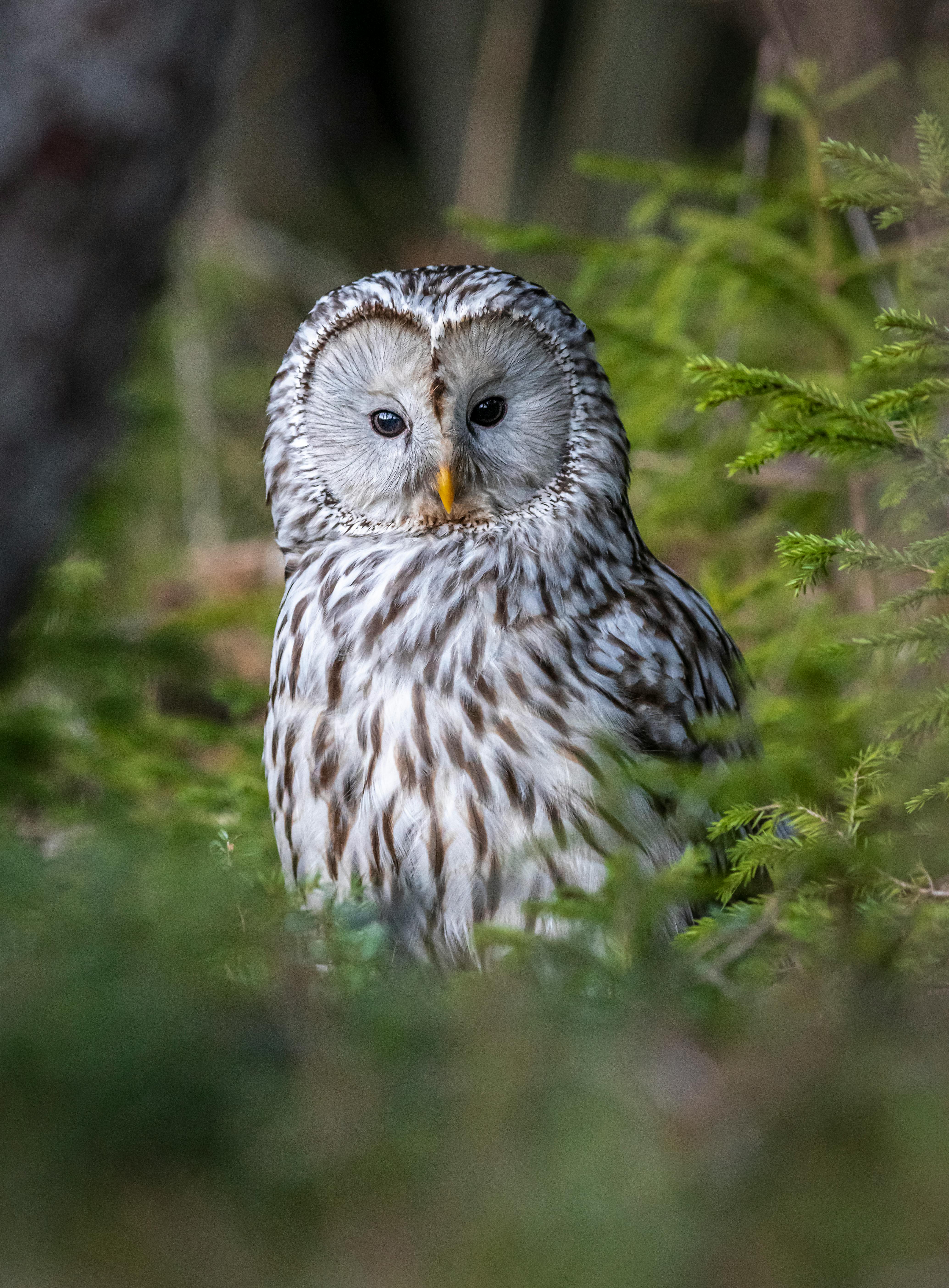 Close-Up Photo of Beige and Gray Barn Owl · Free Stock Photo