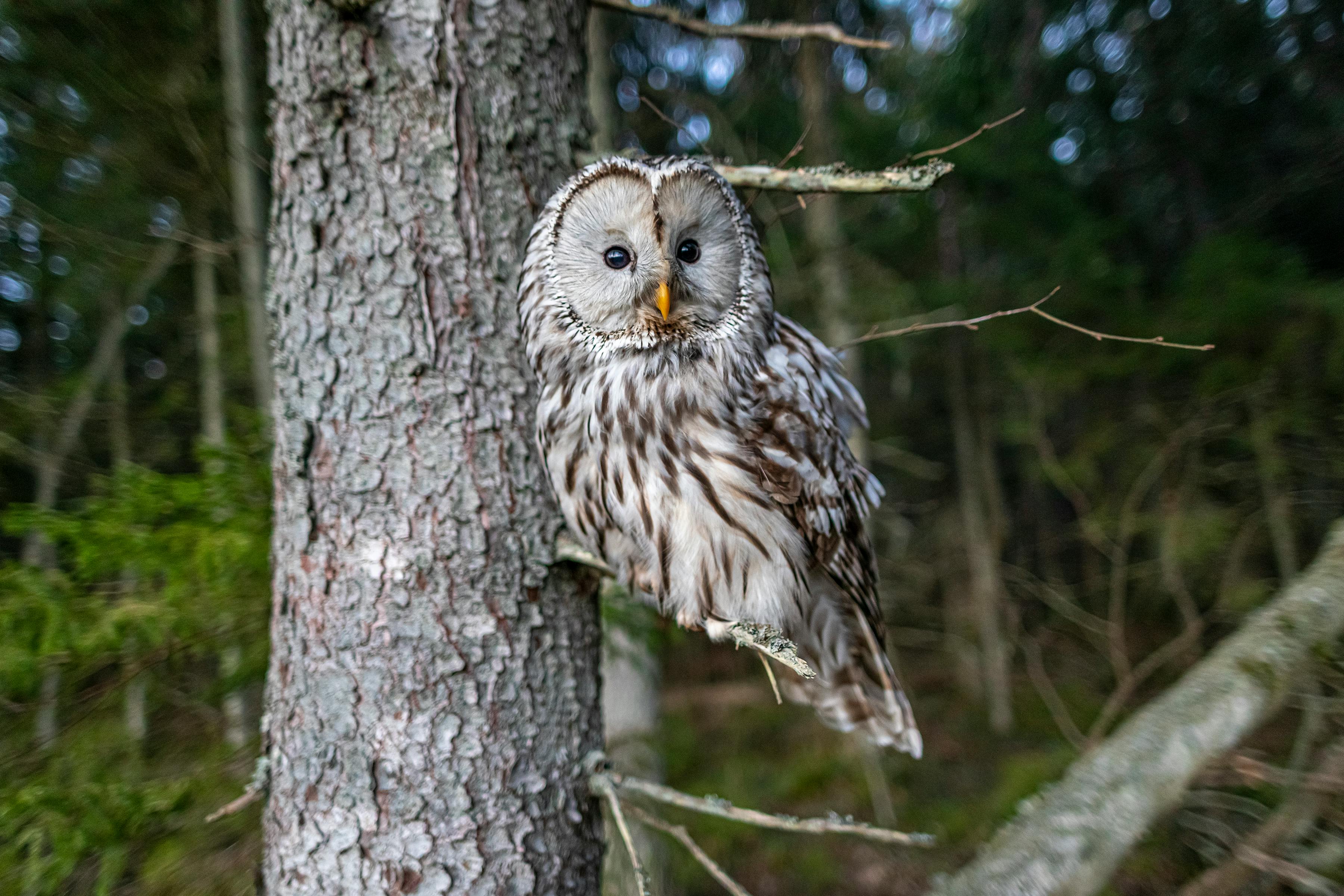 An Ural Owl in the Wild · Free Stock Photo