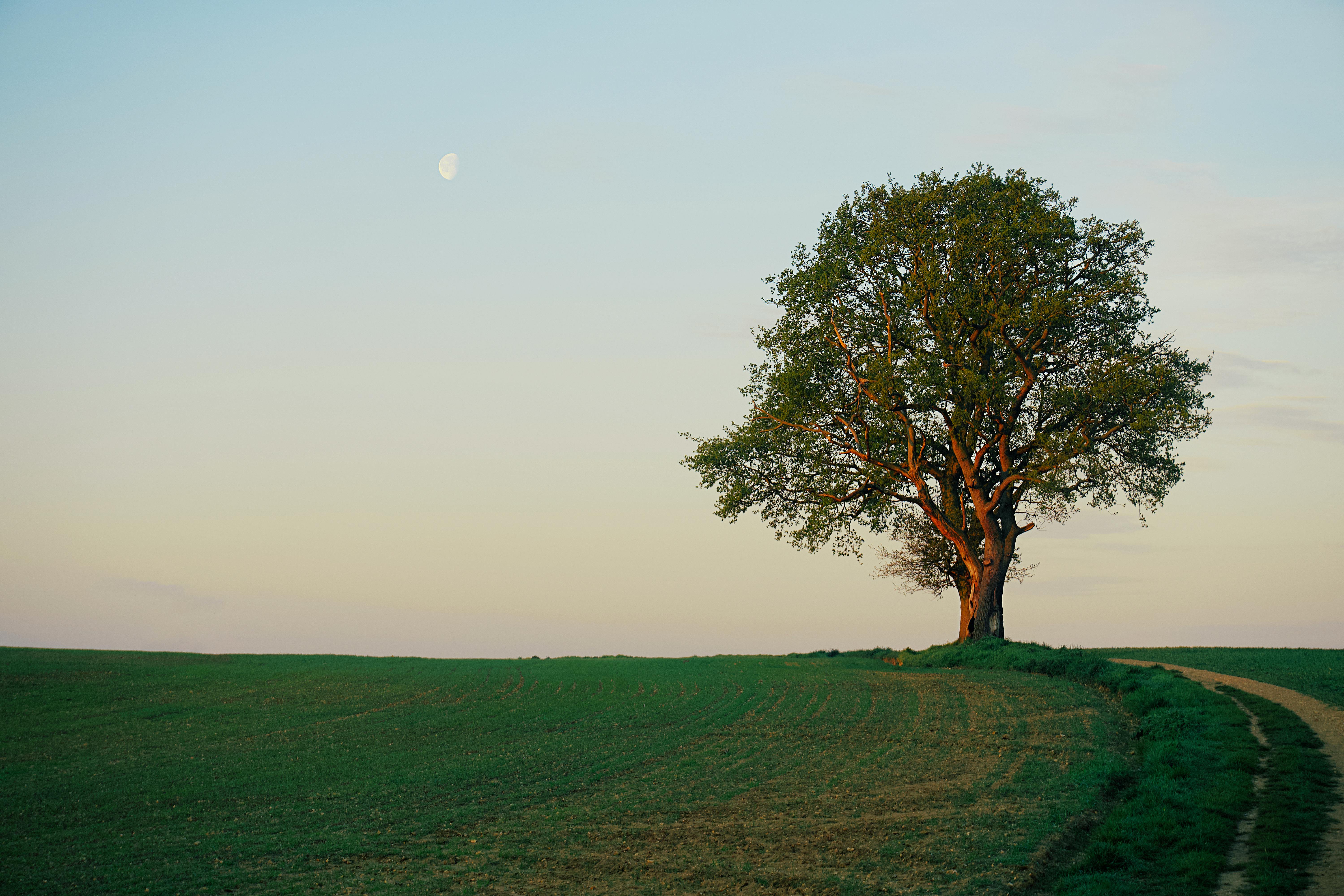 Green Tree on Green Grass Field · Free Stock Photo