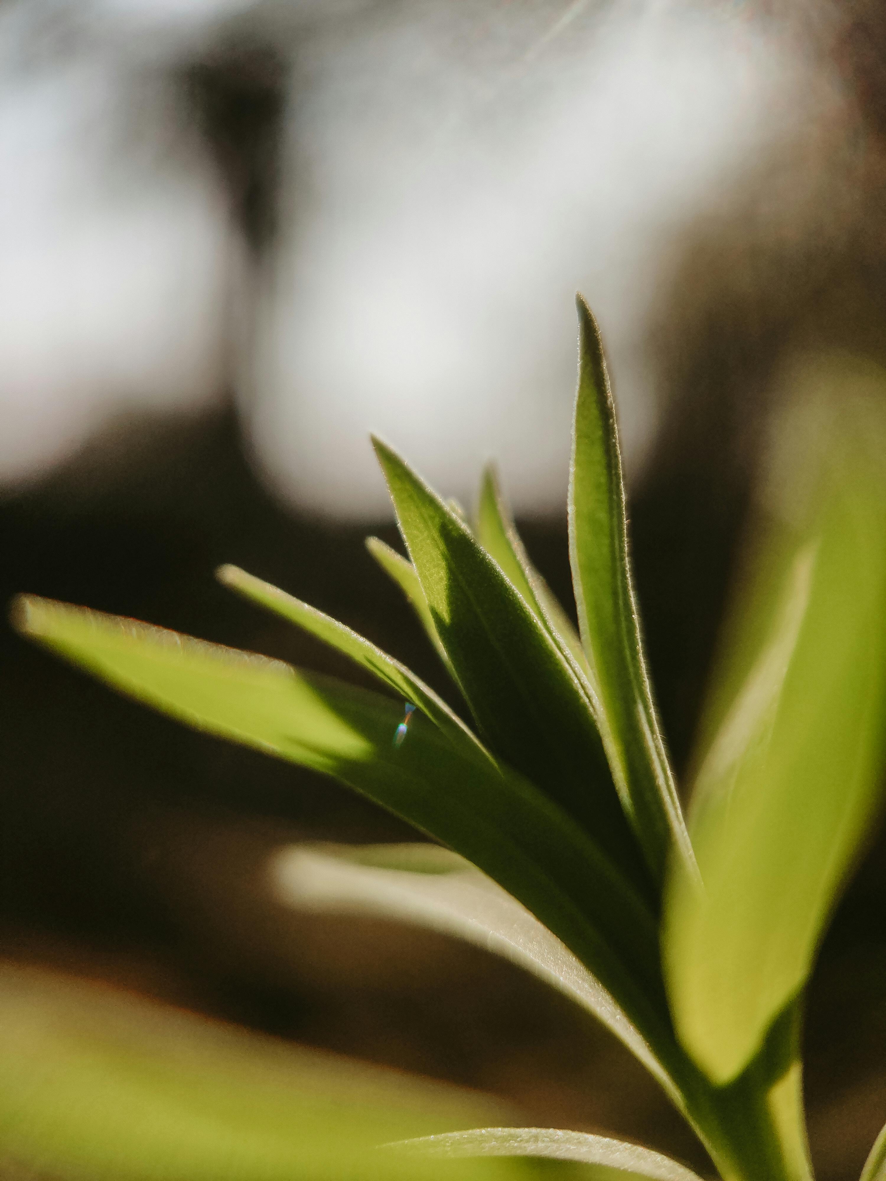 Forest Edge Background Photos, Download The BEST Free Forest Edge ...