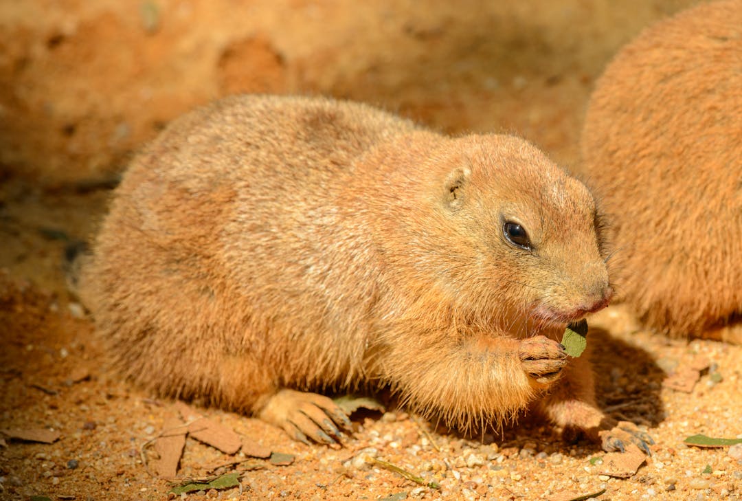 Prairie Dog Diseases Threaten Ecosystems and Biodiversity
