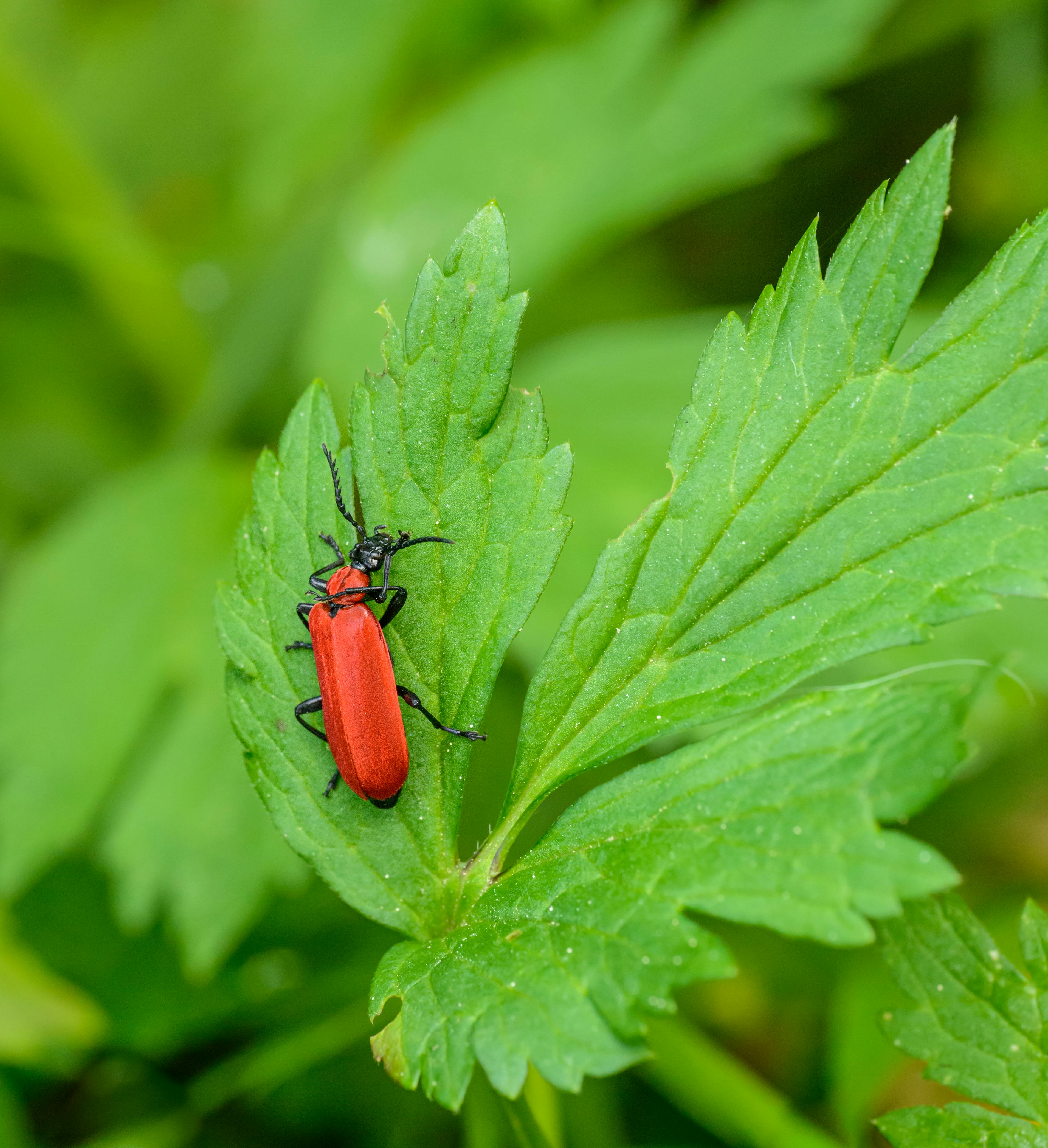 Red longhorn beetle feeding bright green leaf in garden · Free Stock Photo