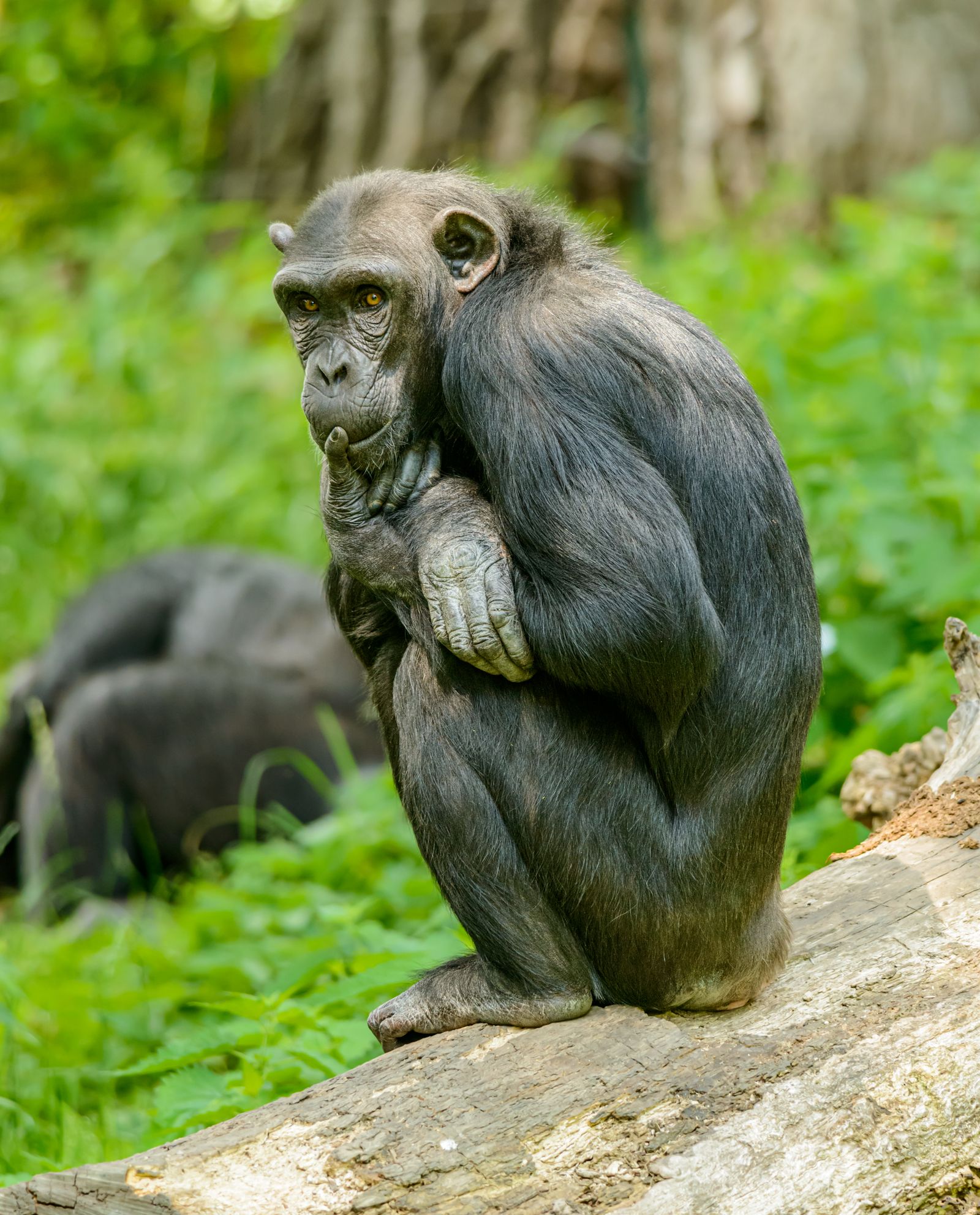 Bonobo Photos, Download The BEST Free Bonobo Stock Photos & HD Images