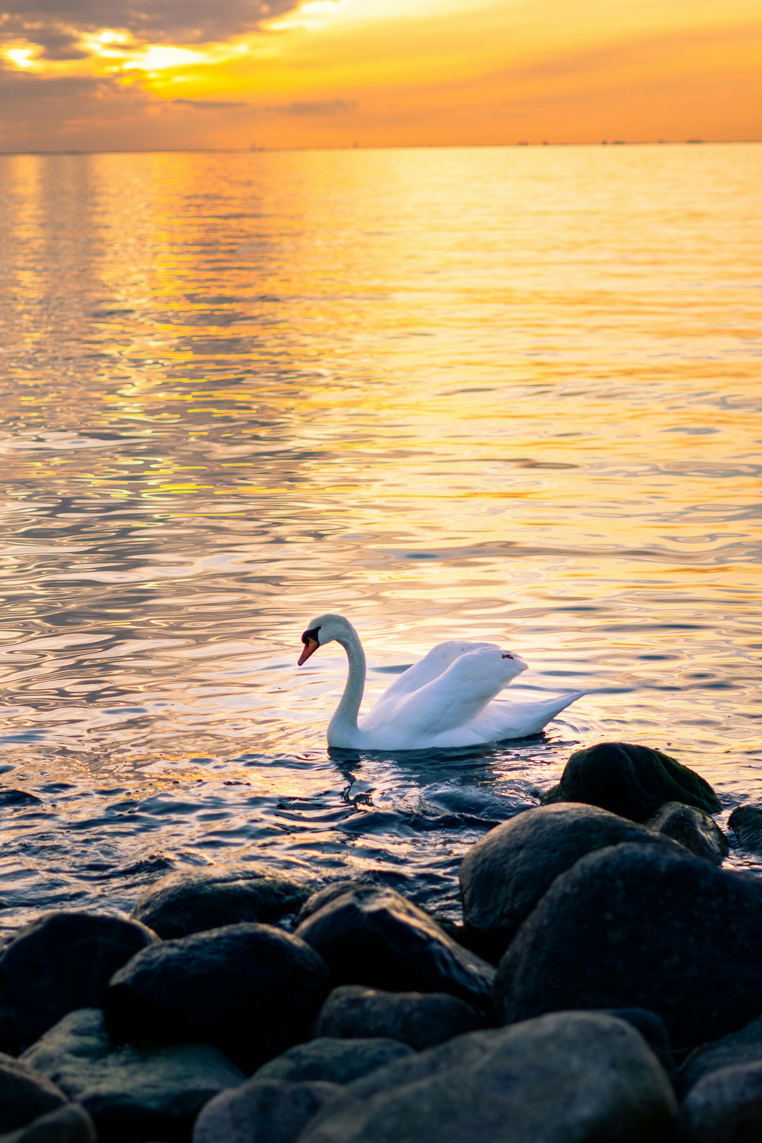 A White Swan on the Sea · Free Stock Photo