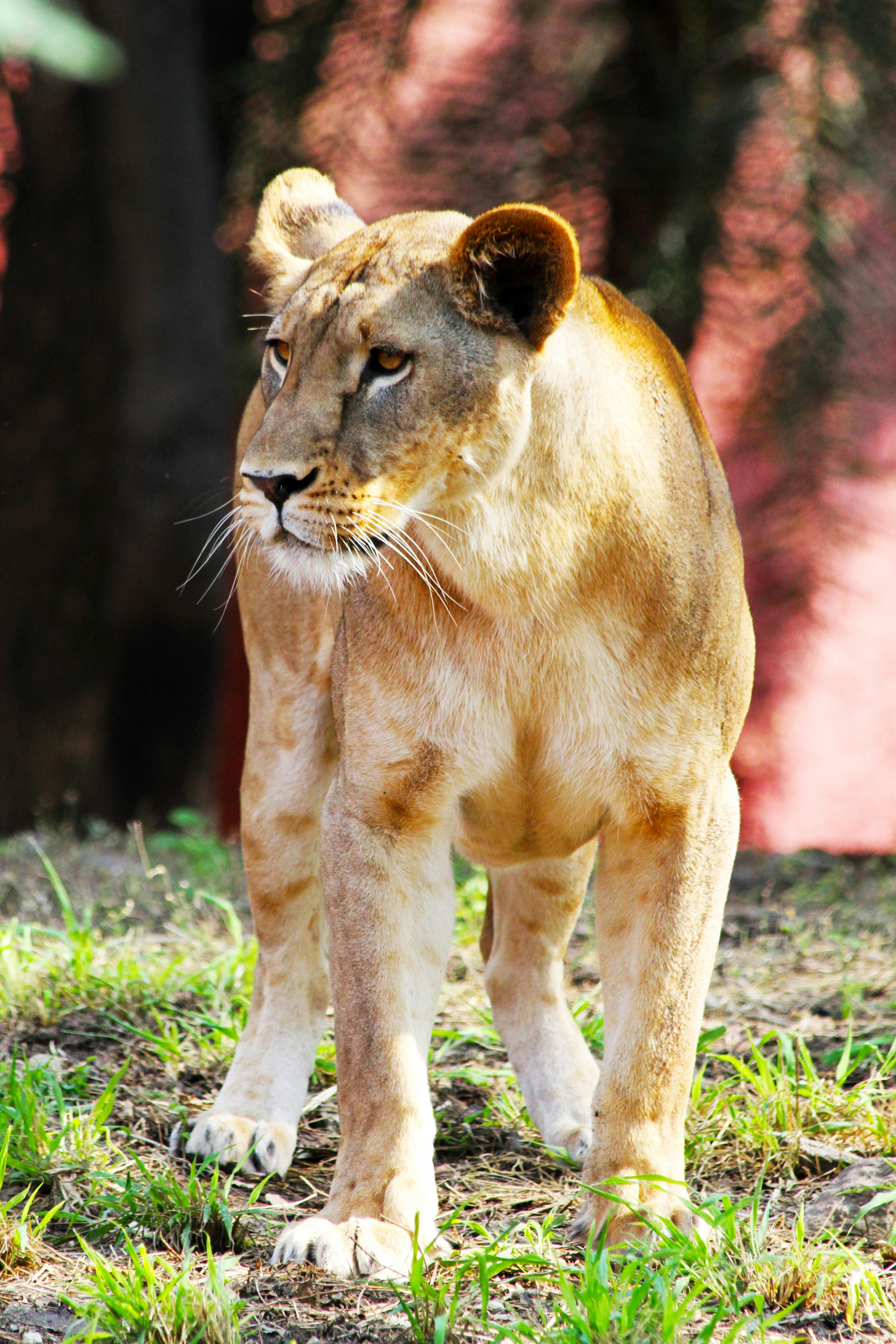 A Lioness in the Wild · Free Stock Photo