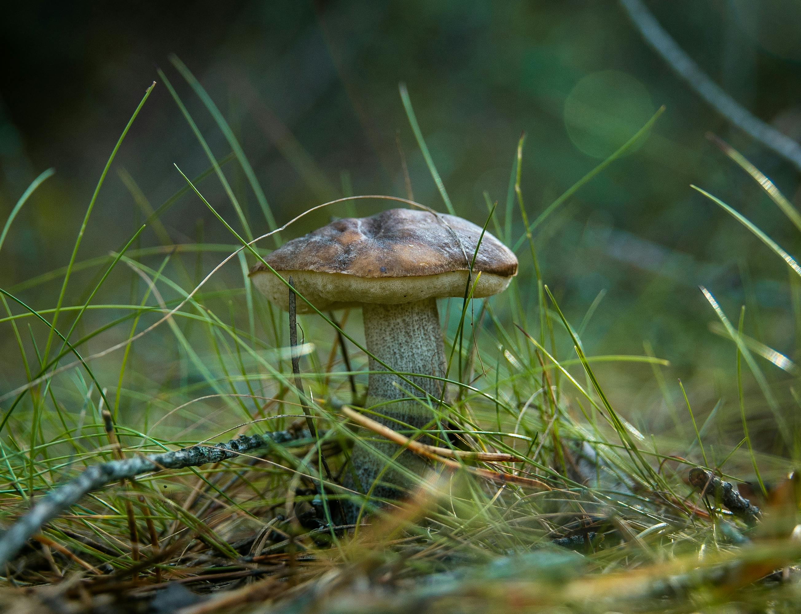 Single Mushroom Growing Outdoors · Free Stock Photo
