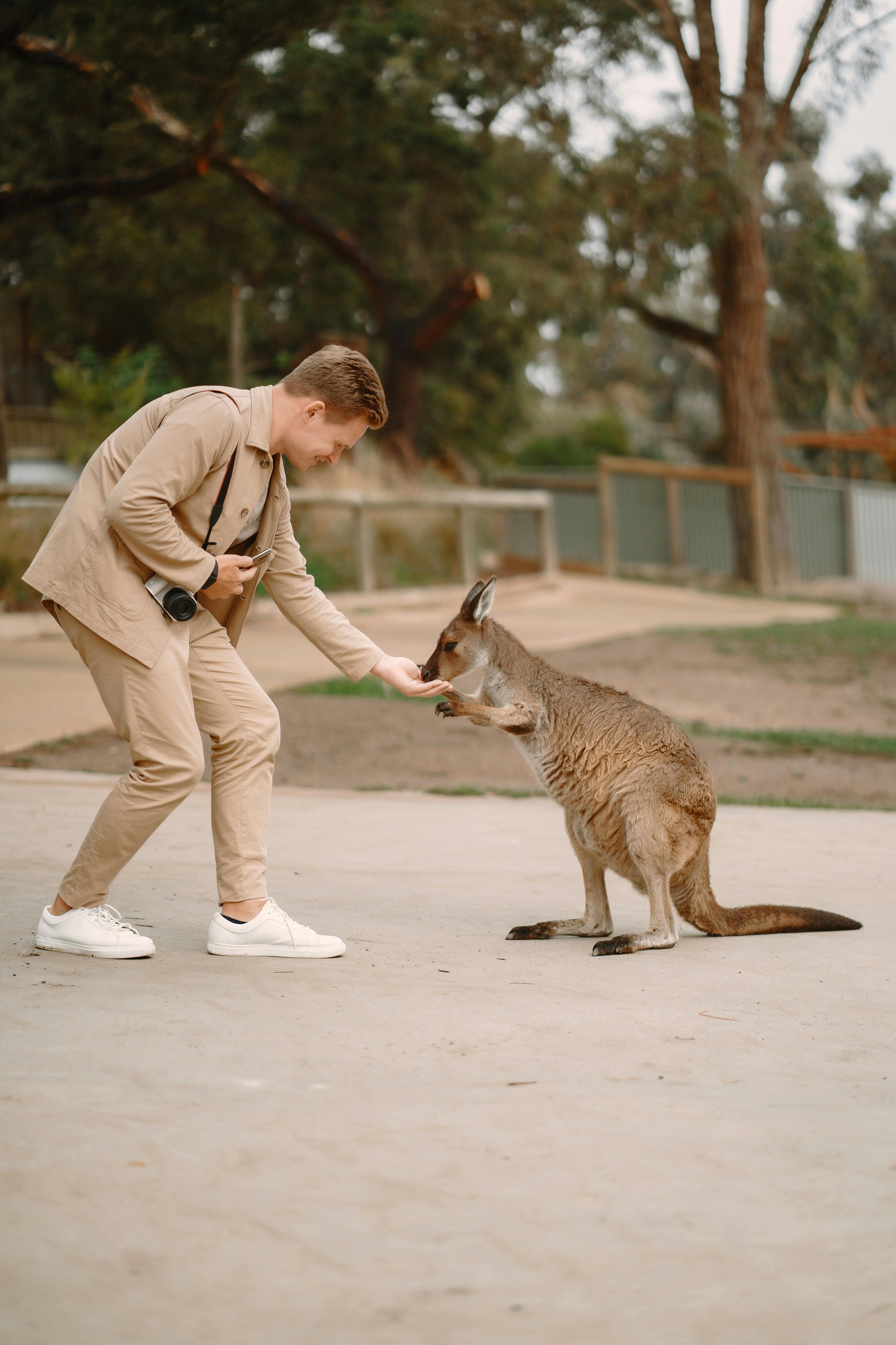 Stylish man hand feeding kangaroo in nature · Free Stock Photo
