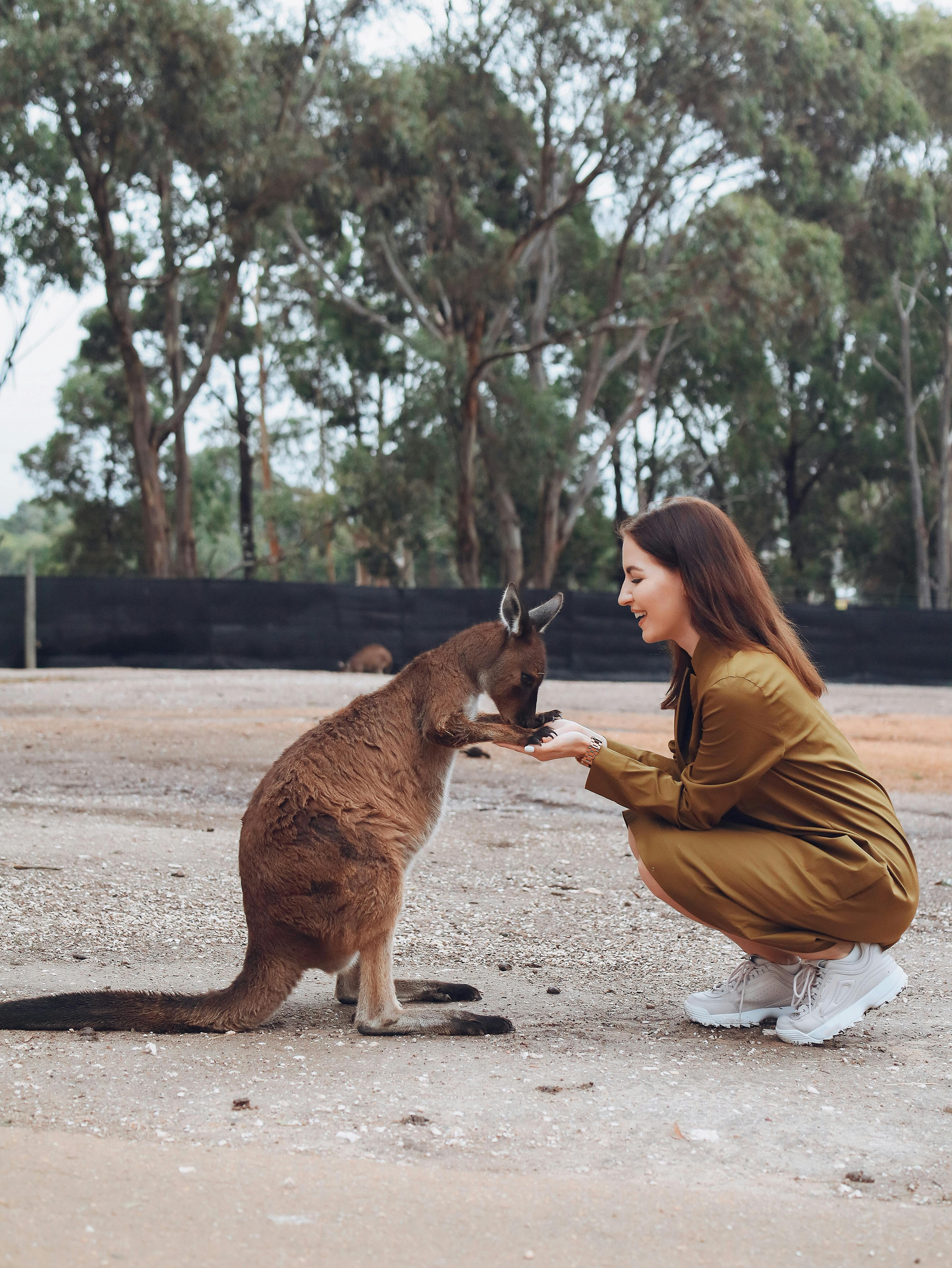 Happy woman with adorable kangaroo in savanna zoo · Free Stock Photo