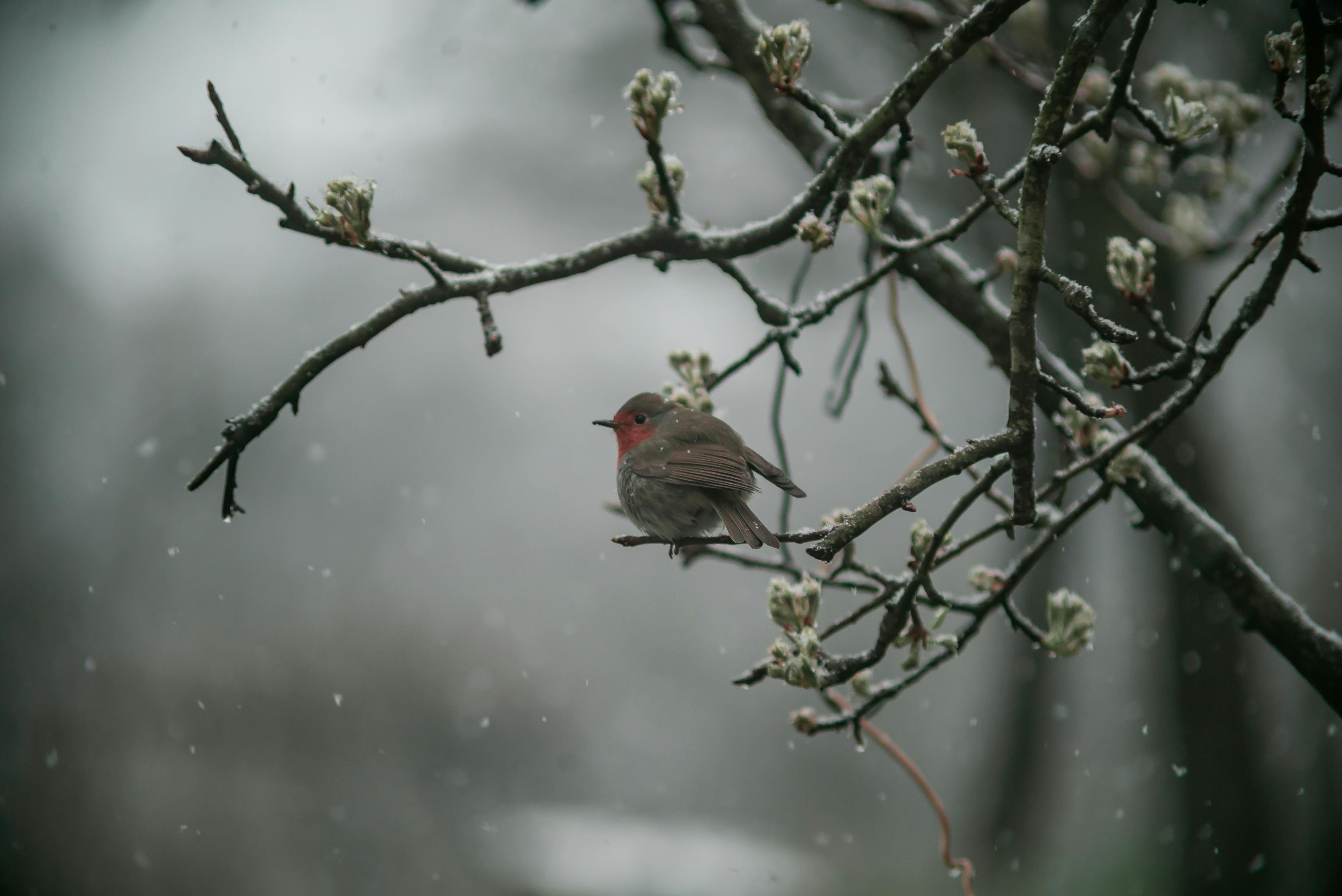 European robin on branch in early spring · Free Stock Photo