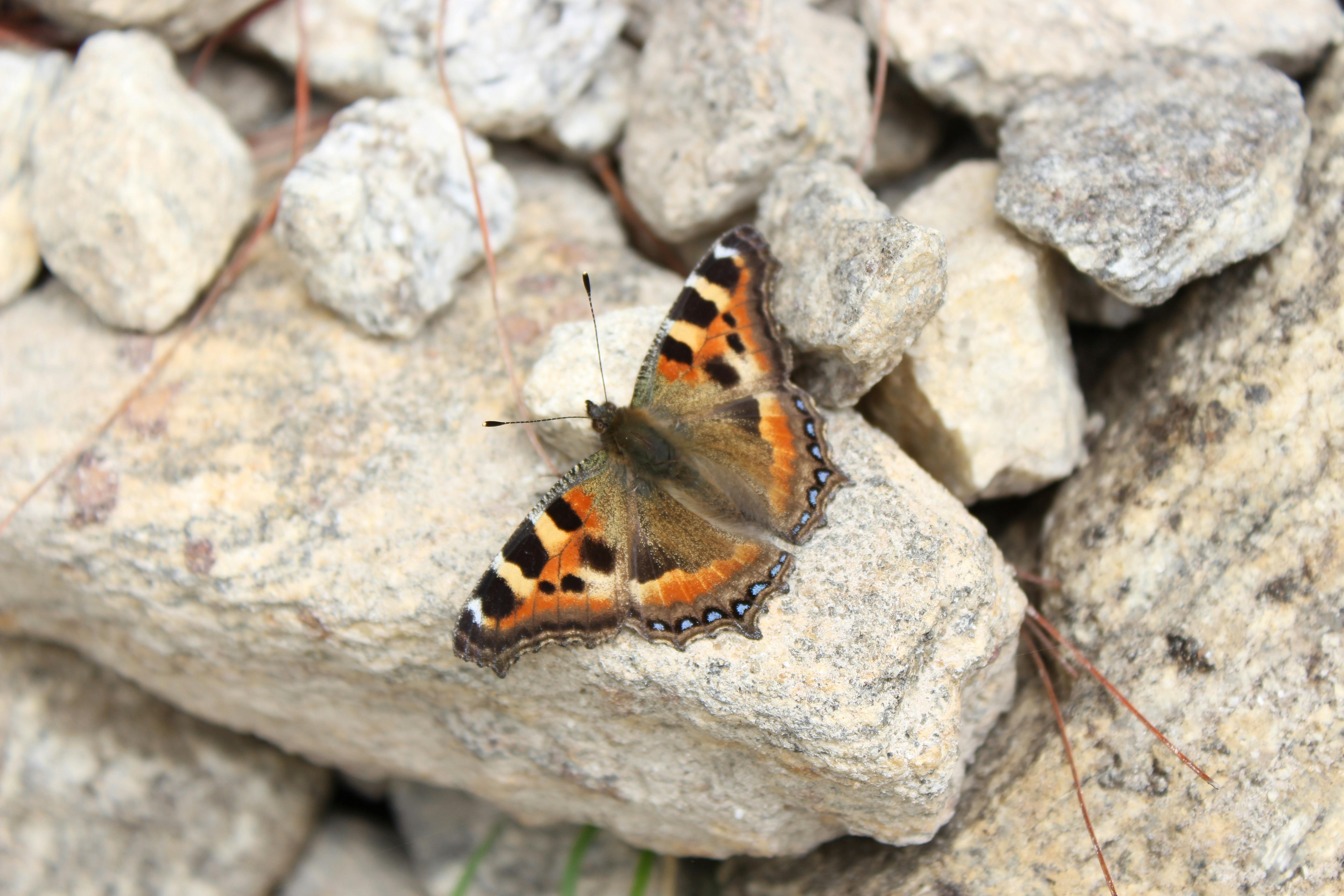 Sheetal Rane - 사진