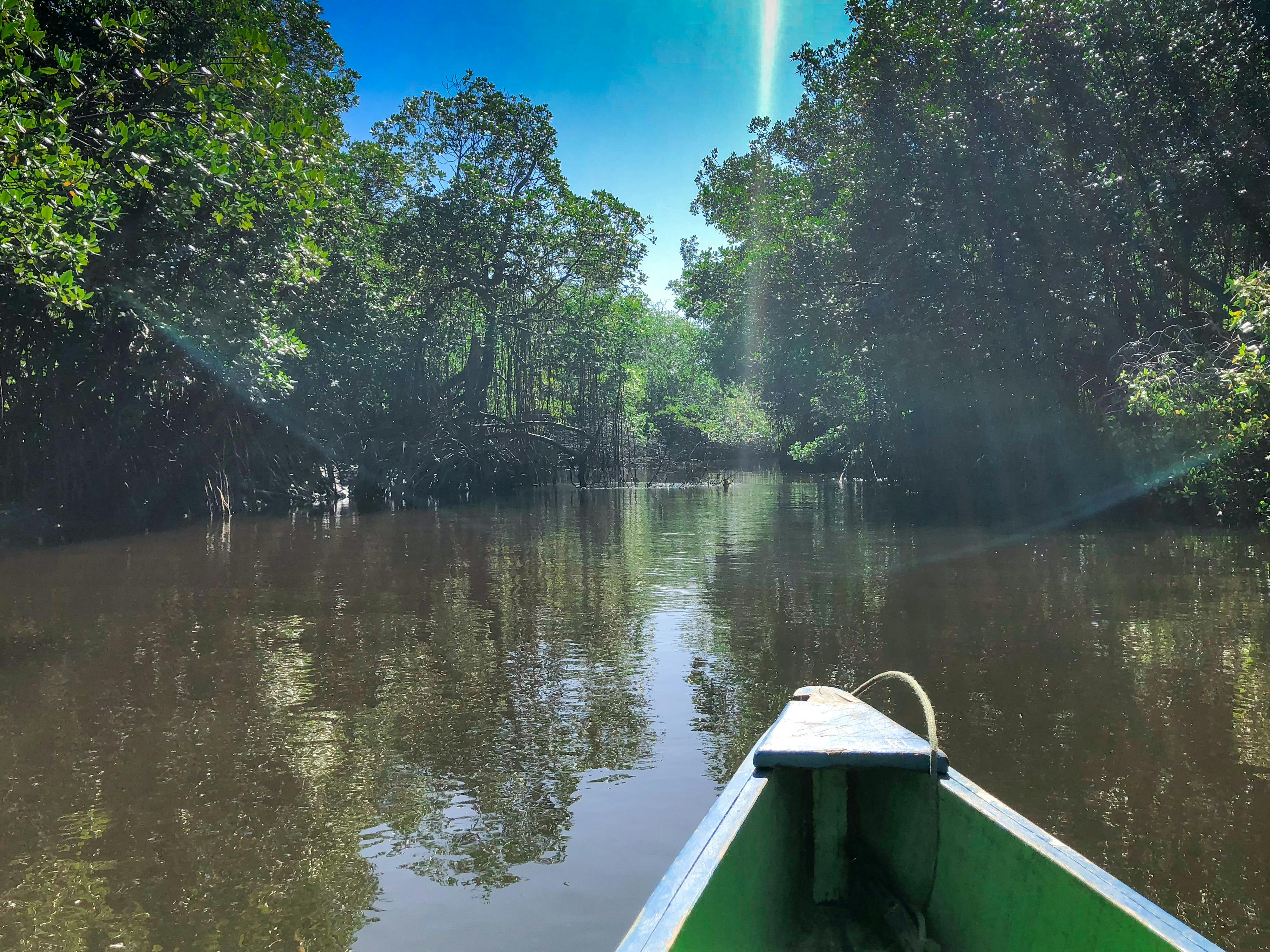 View Of River and Mangrove From A Rowboat · Free Stock Photo