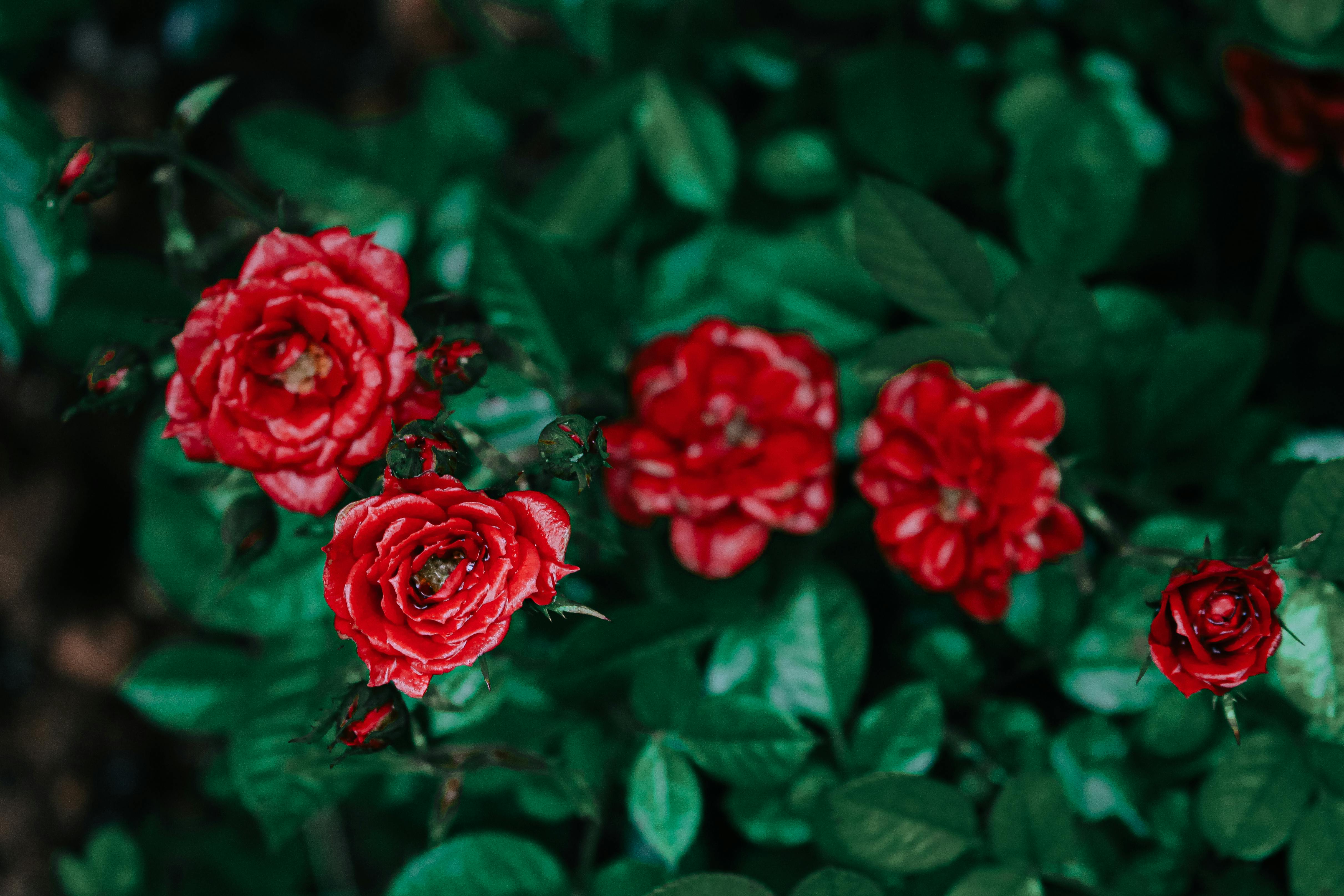 Red rose growing in green garden · Free Stock Photo