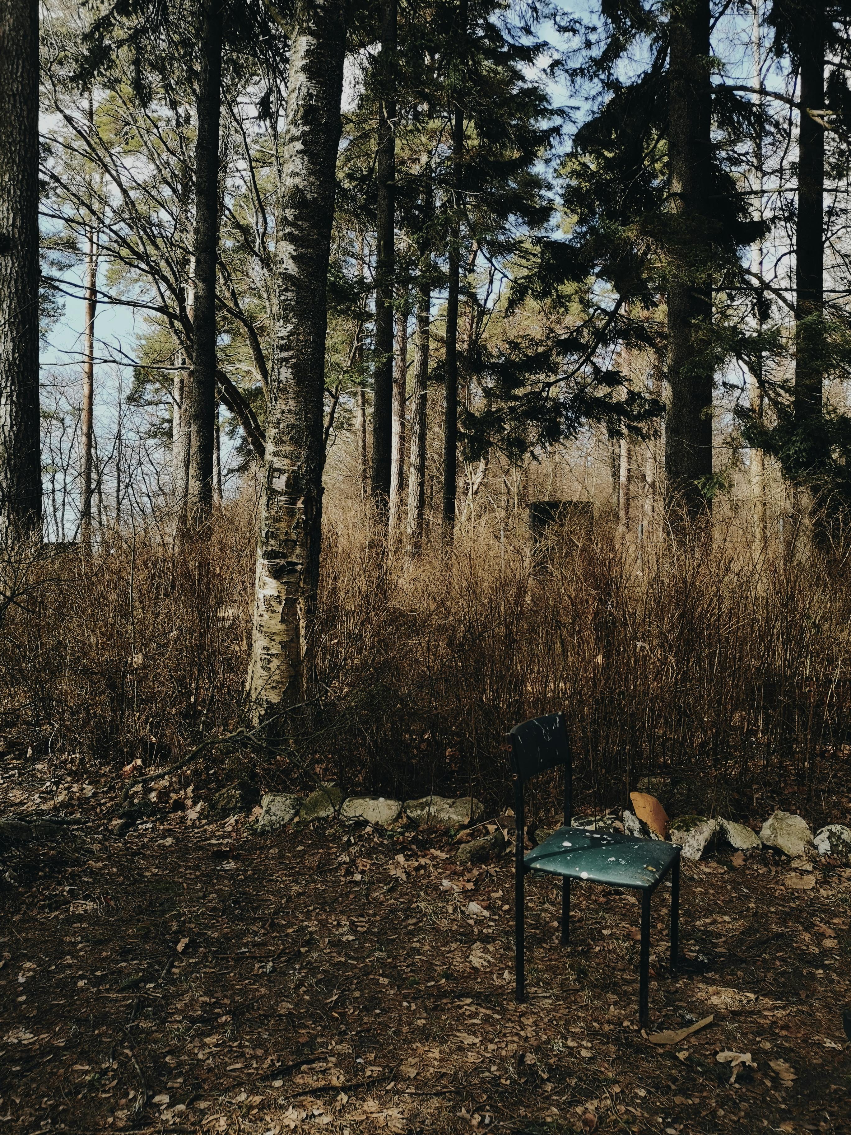 Chair on a Forest · Free Stock Photo