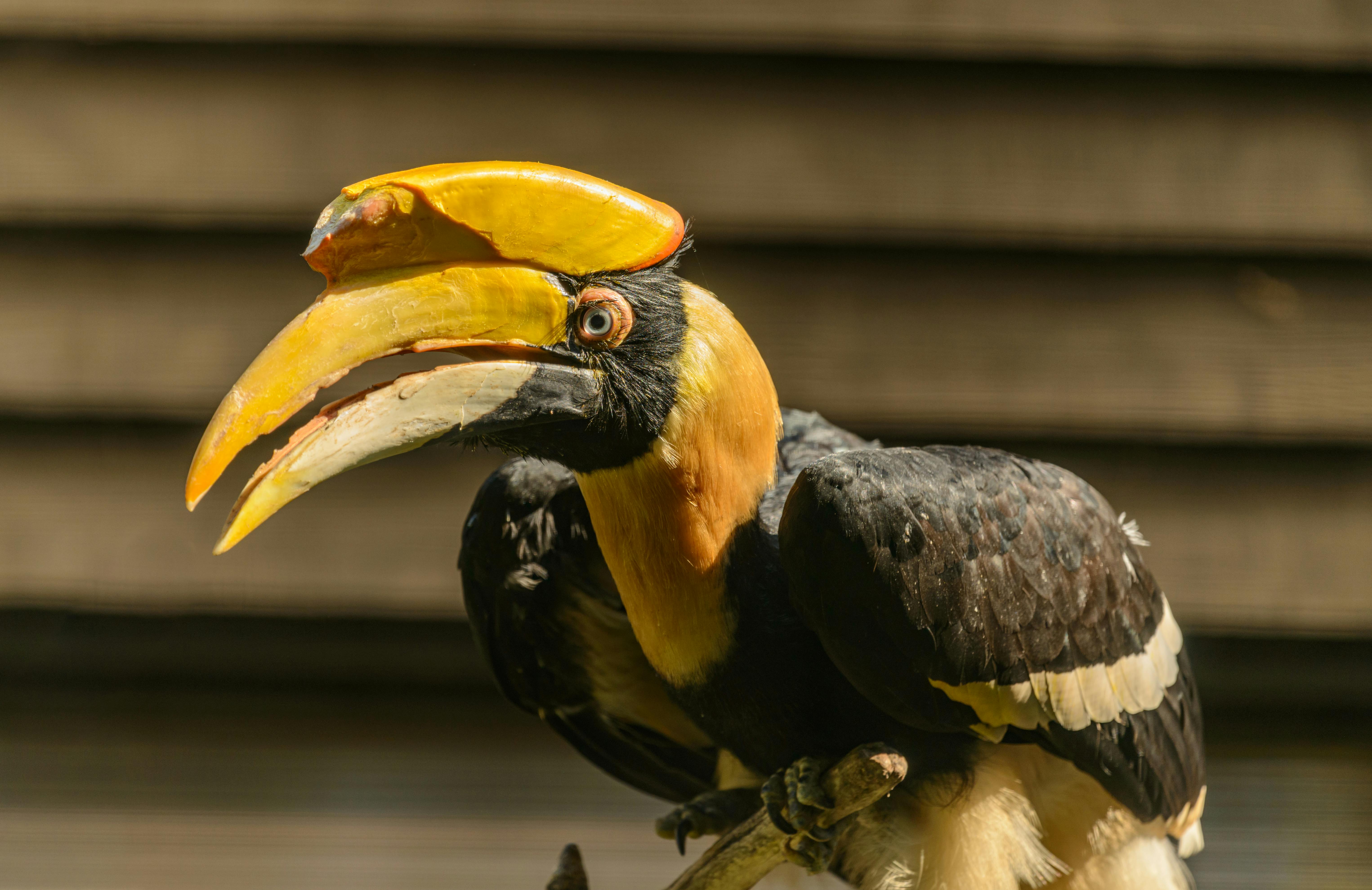 Hornbill Photos, Download The BEST Free Hornbill Stock Photos & HD Images