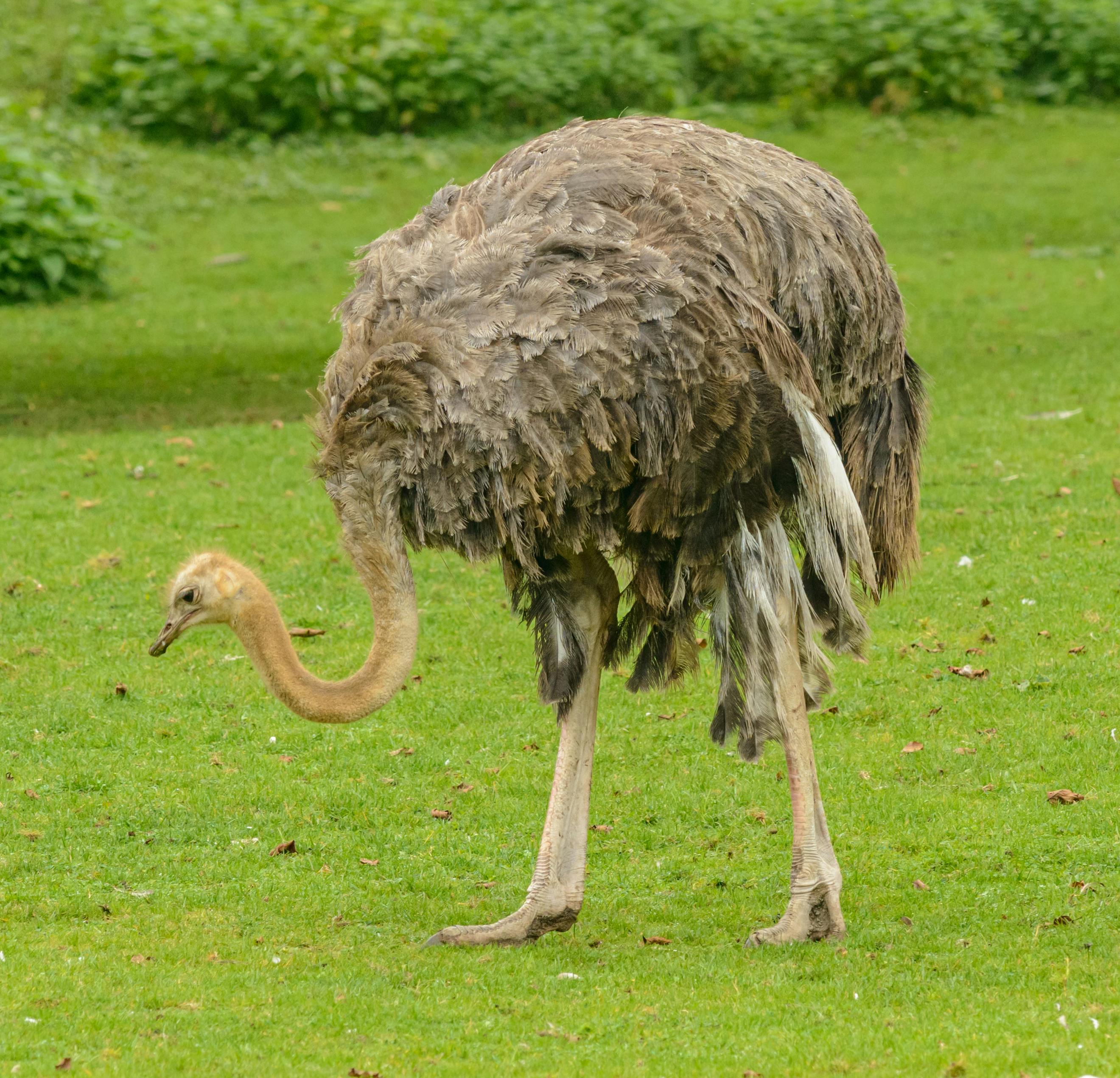Ostrich Standing on Green Grass · Free Stock Photo
