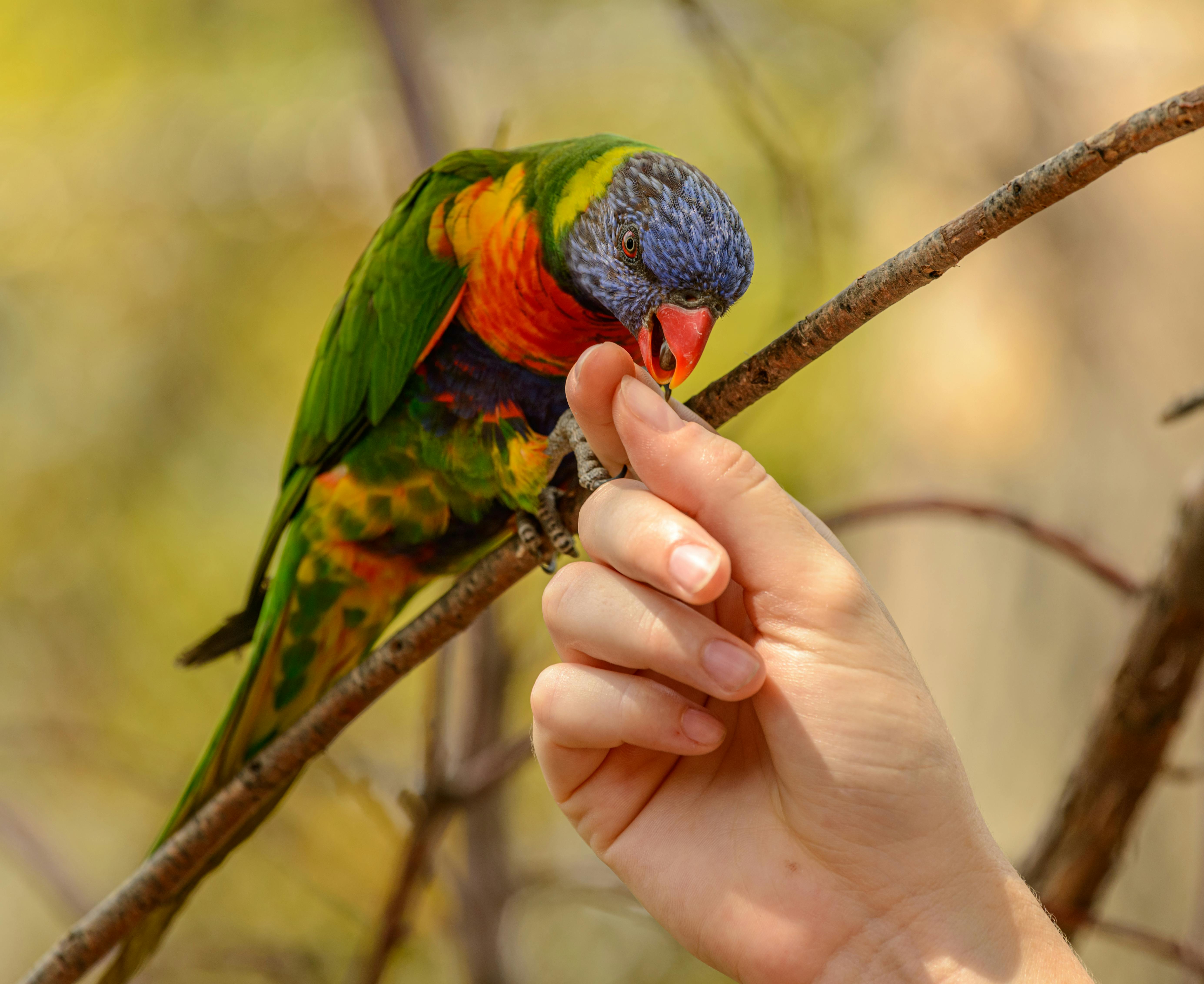Parrot Eat Photos, Download The BEST Free Parrot Eat Stock Photos & HD ...