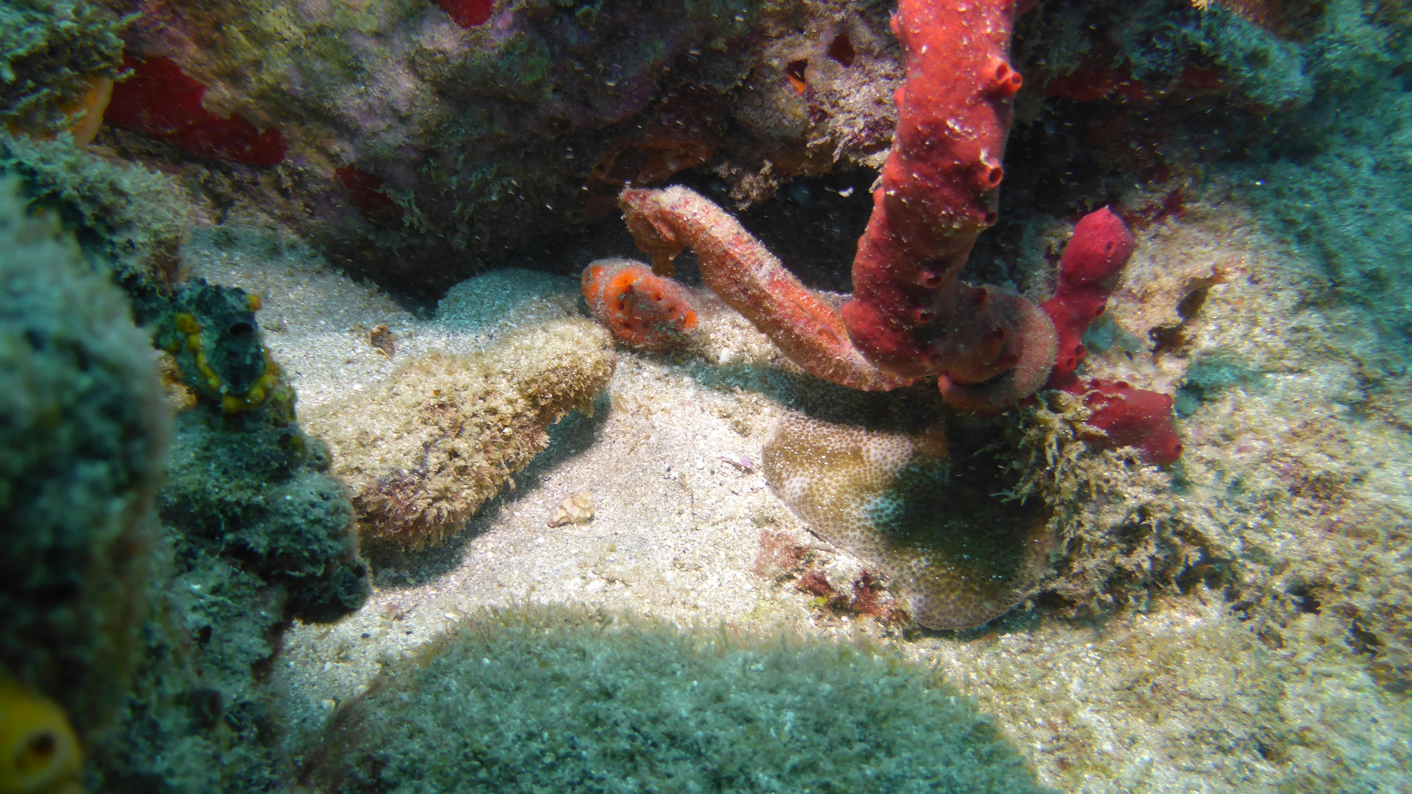 the real David Pressler – Fotografia