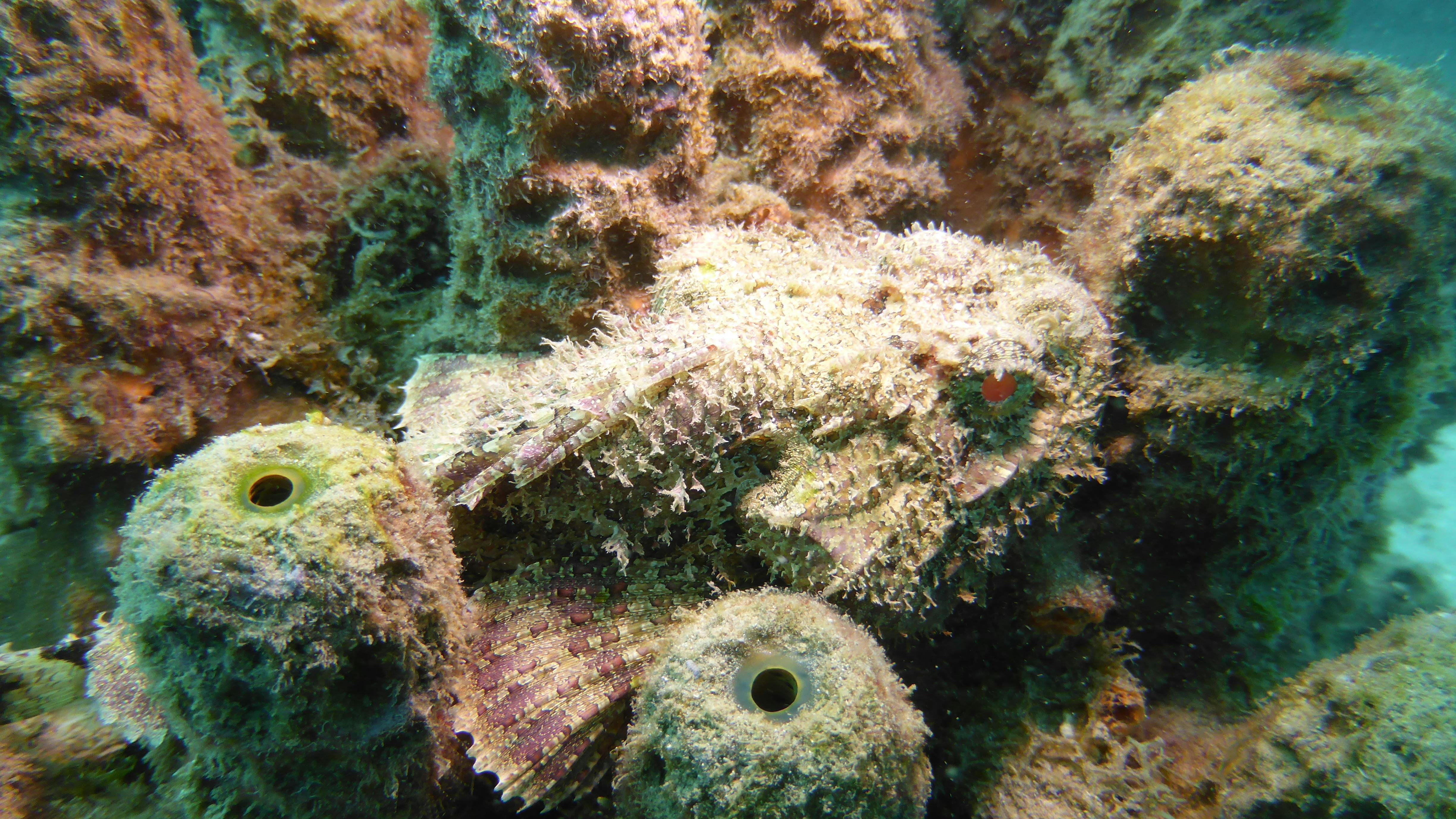 the real David Pressler – Fotografia