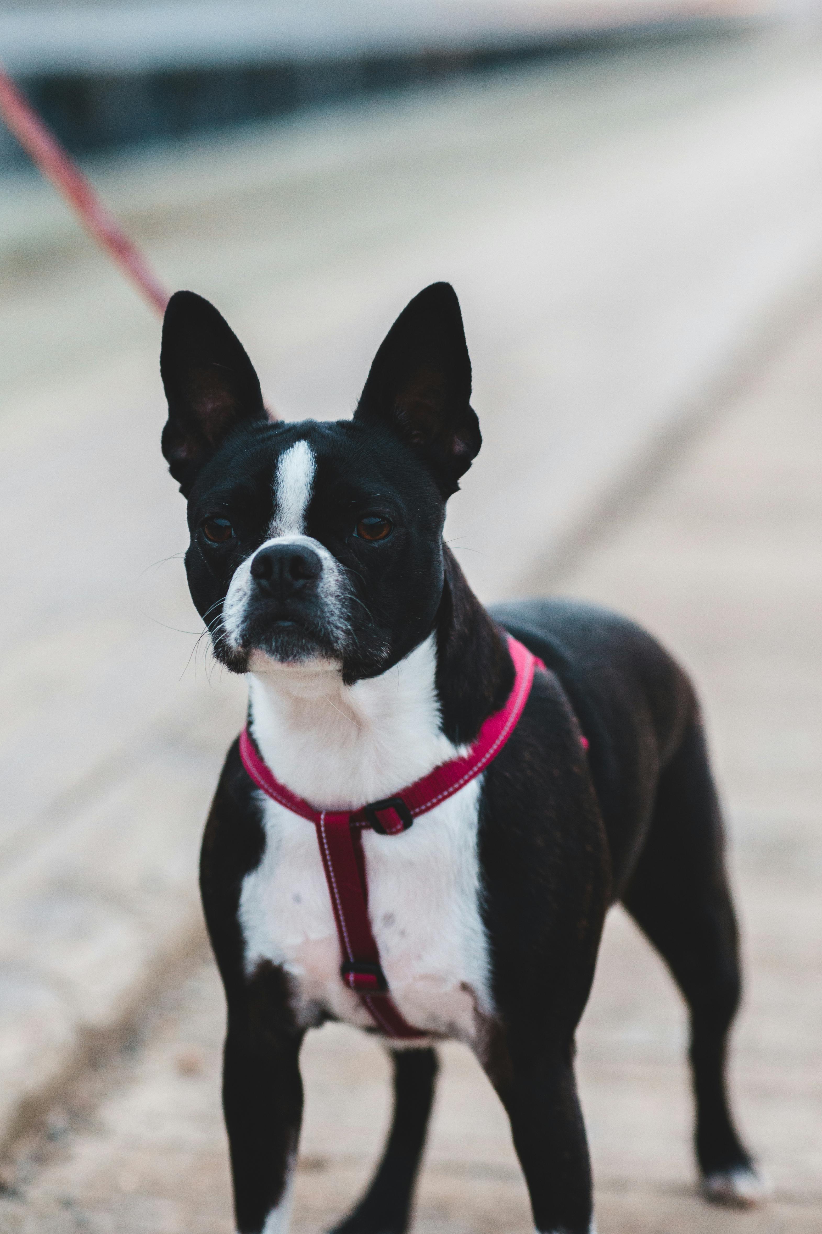 Small purebred dog standing on sidewalk · Free Stock Photo