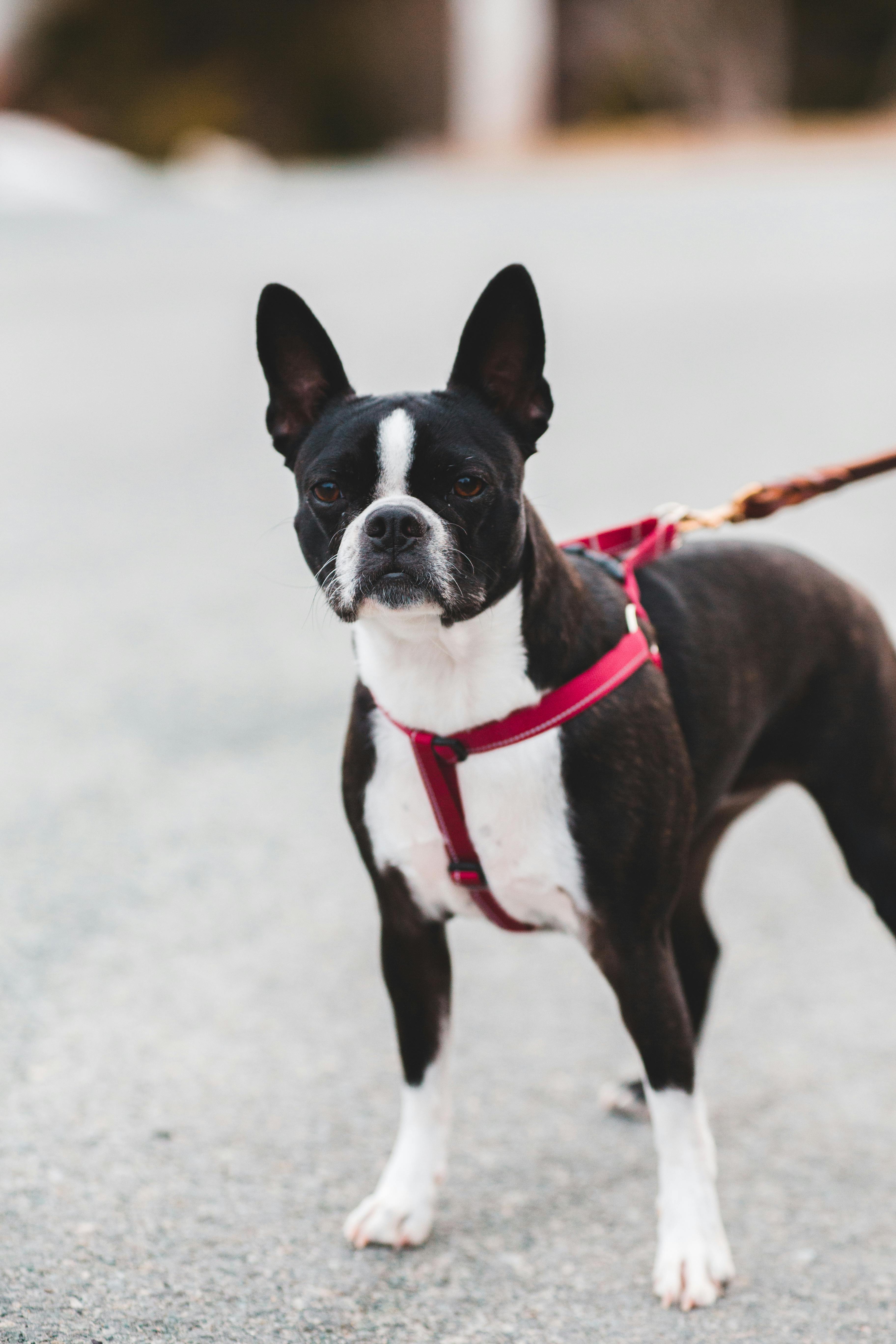Small purebred dog standing on sidewalk · Free Stock Photo