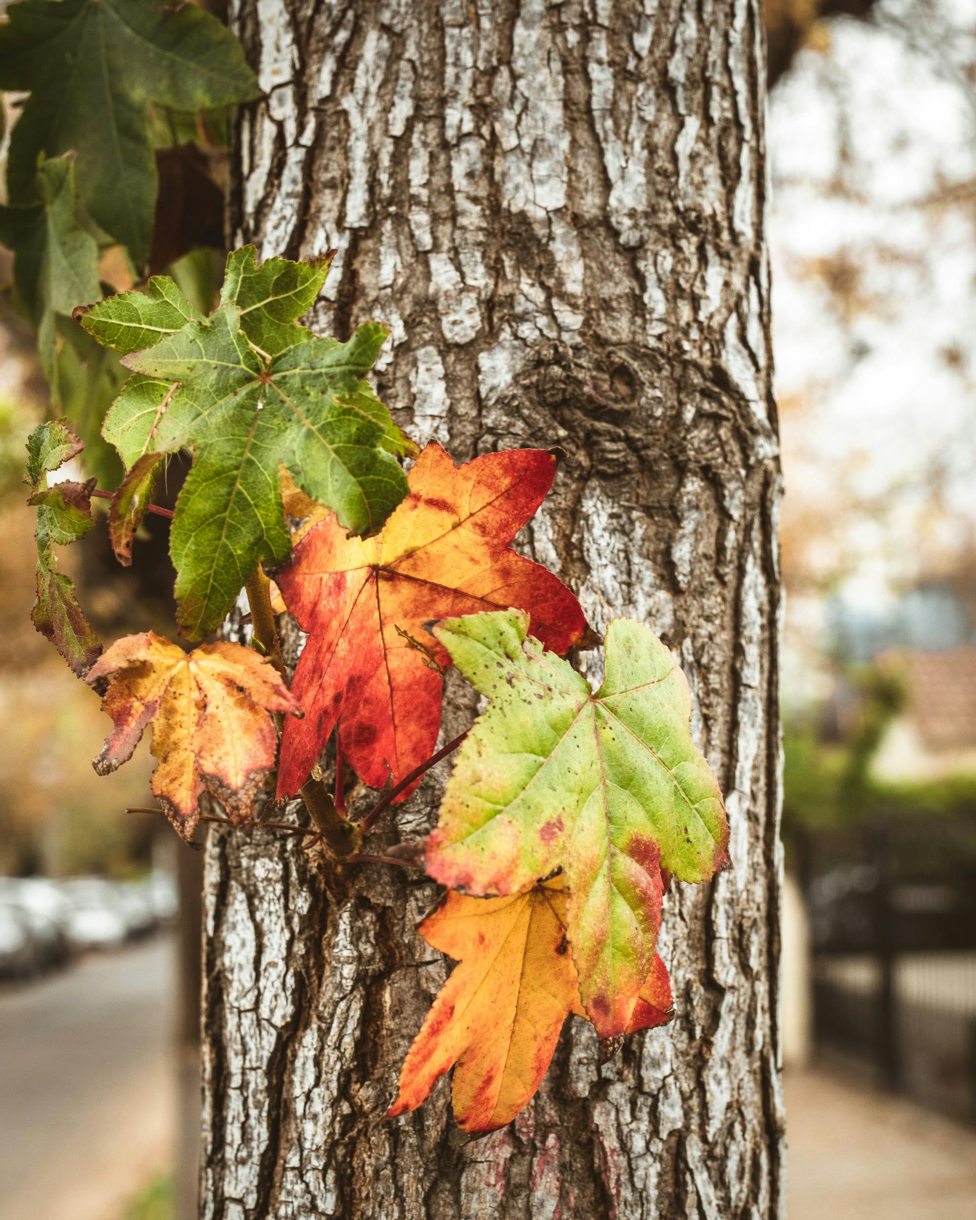 Maple Tree · Free Stock Photo