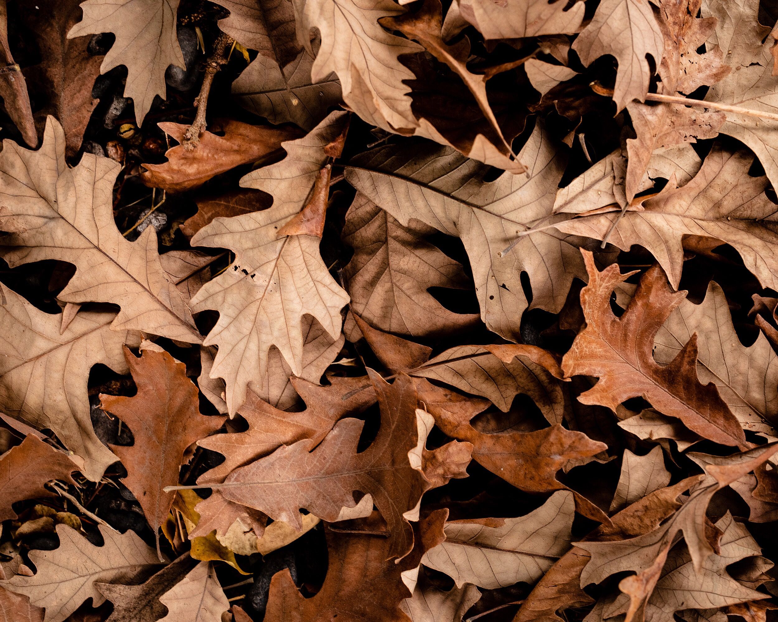 Close-up Photo of Dried Leaves · Free Stock Photo
