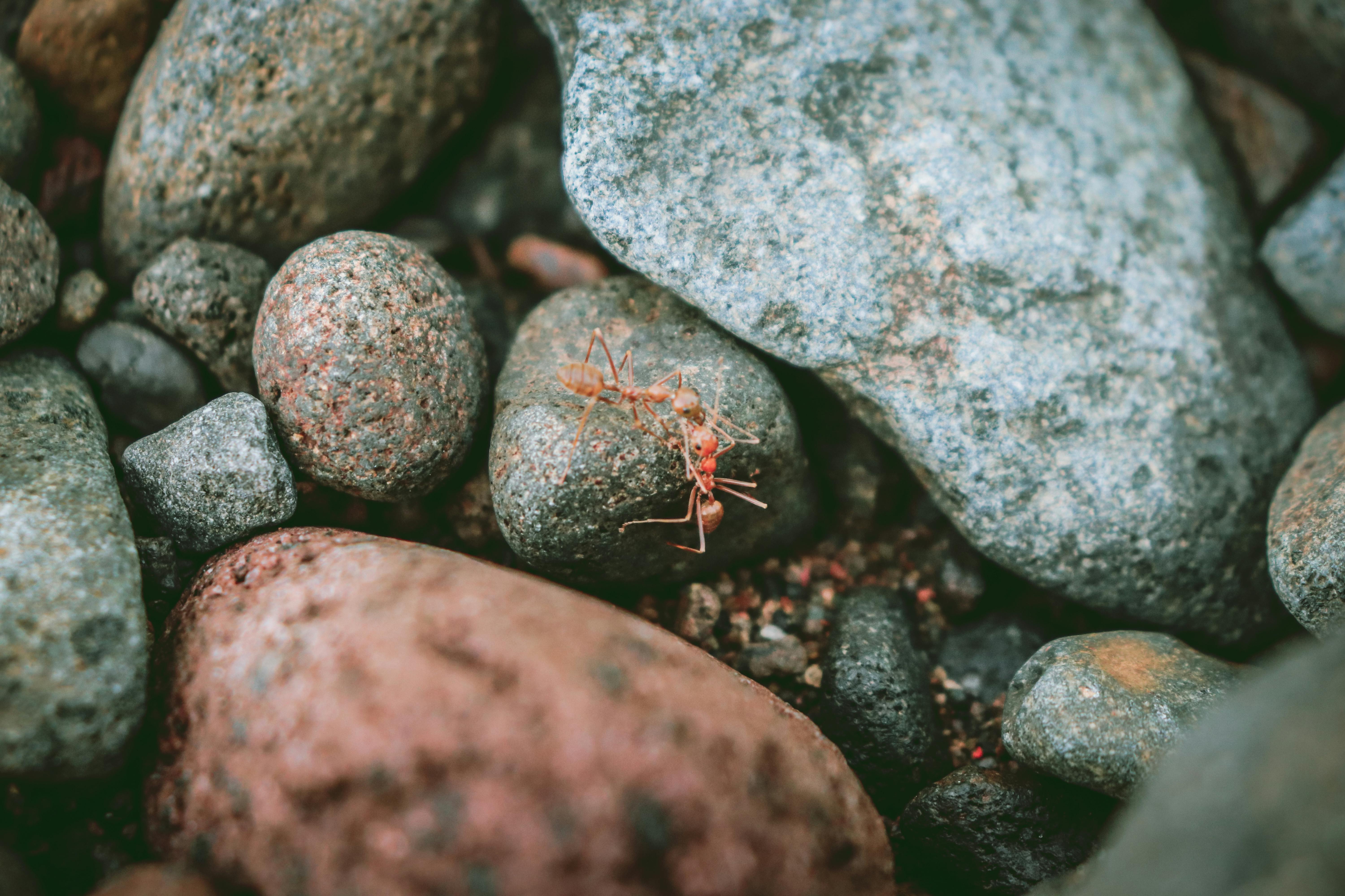 Macro Photography of Red Ants on a Stone · Free Stock Photo