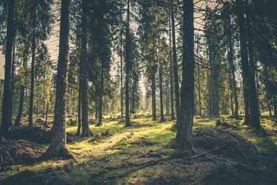 Woods Photos, Download The BEST Free Woods Stock Photos & HD Images