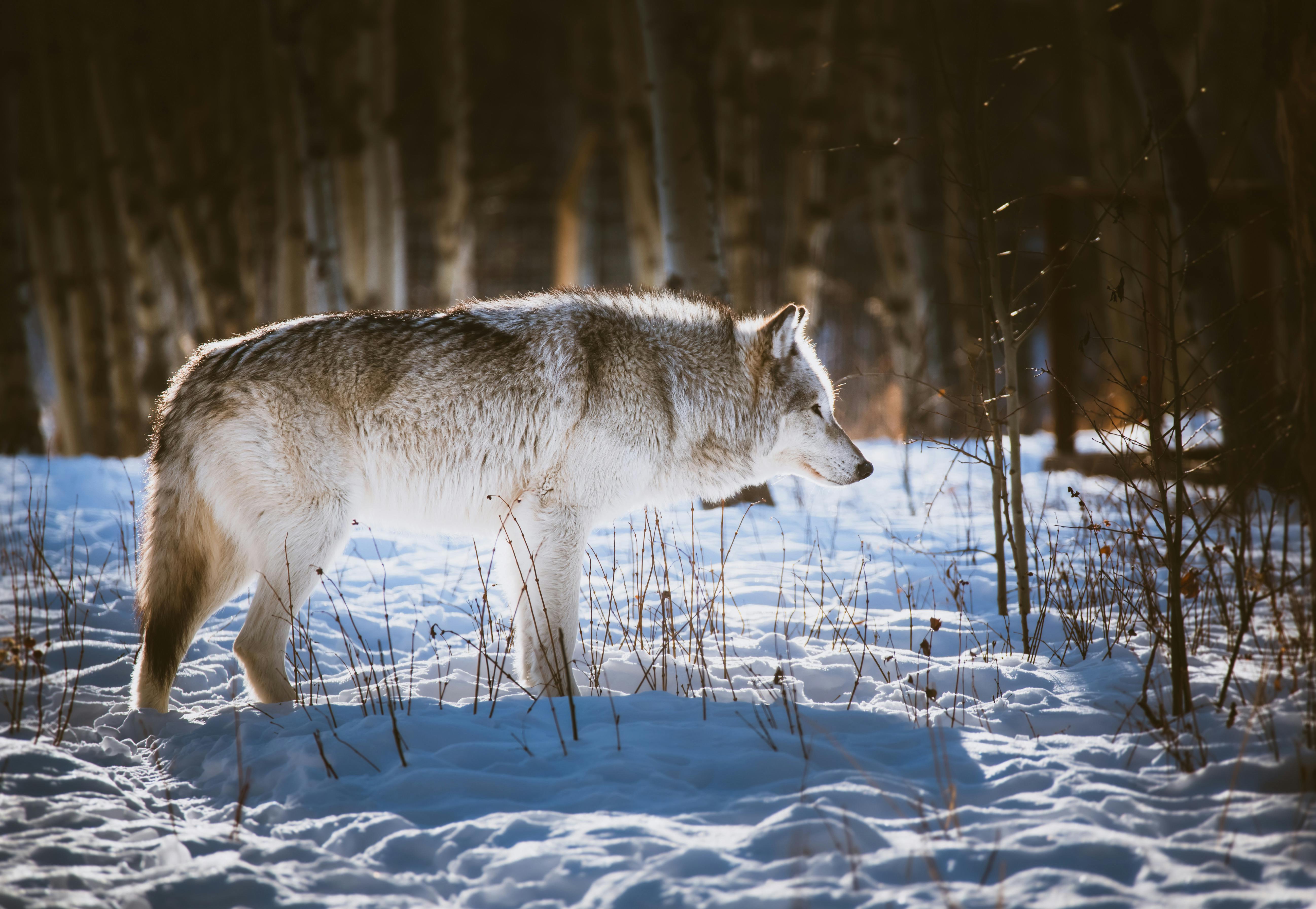 Grey and White Wolf Selective Focus Photography · Free Stock Photo
