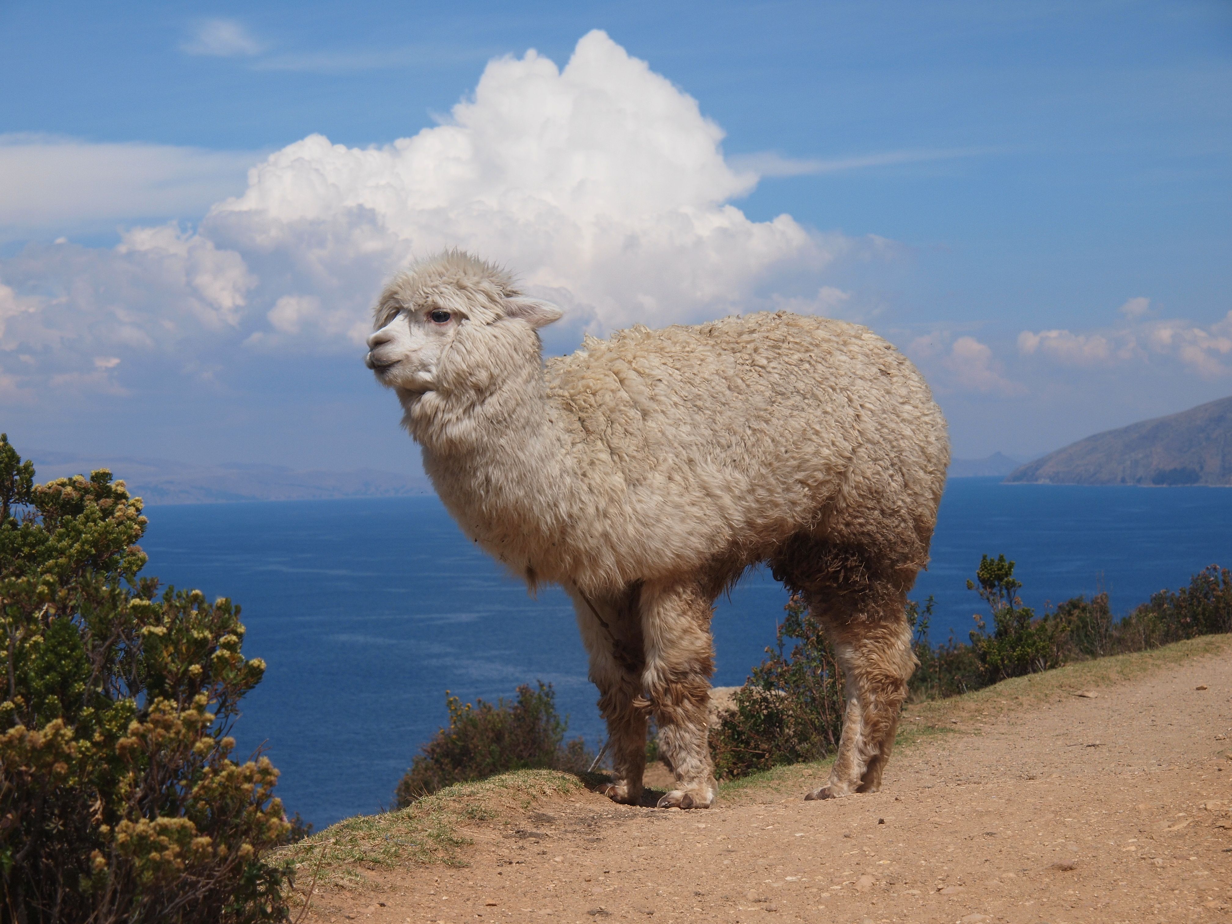 Shallow Focus Photo of a Furry Alpaca · Free Stock Photo