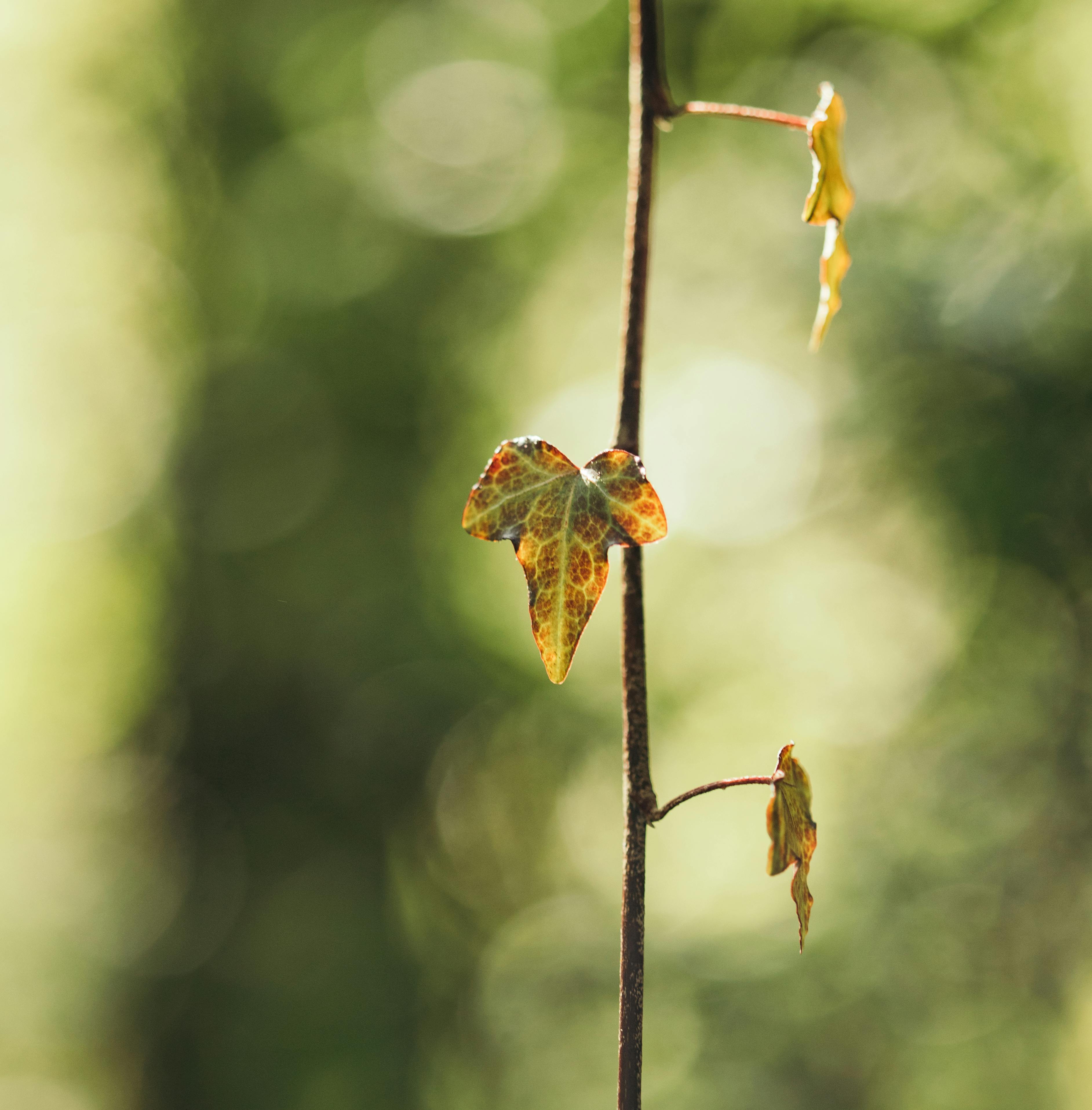 Delicate tree branch with wilted leaf and raindrops · Free Stock Photo