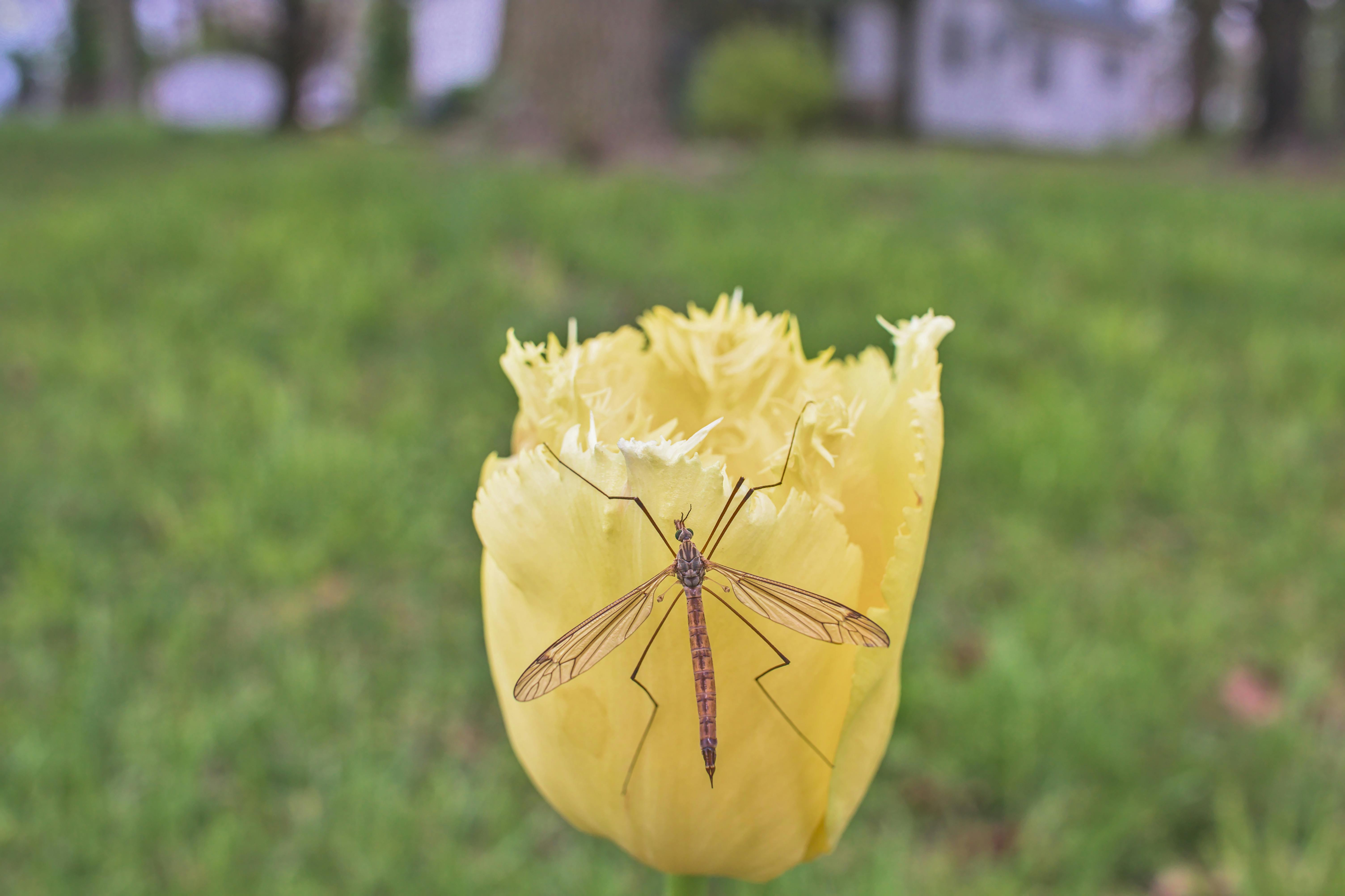 45 fotos y vídeos de Close-up scenes of insects guardados por Sikes Photos