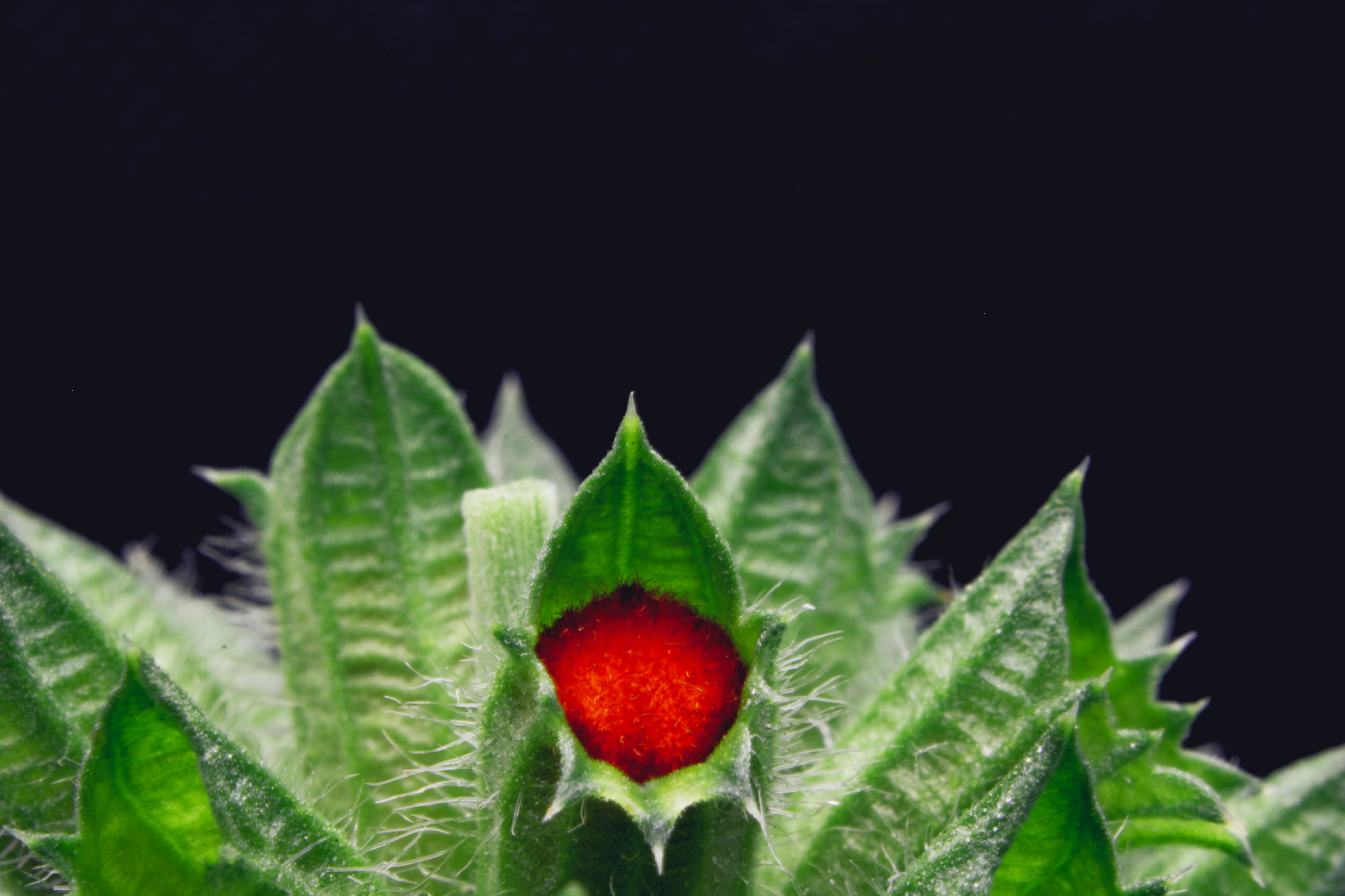 Red and Green Flower in Close Up Shot · Free Stock Photo