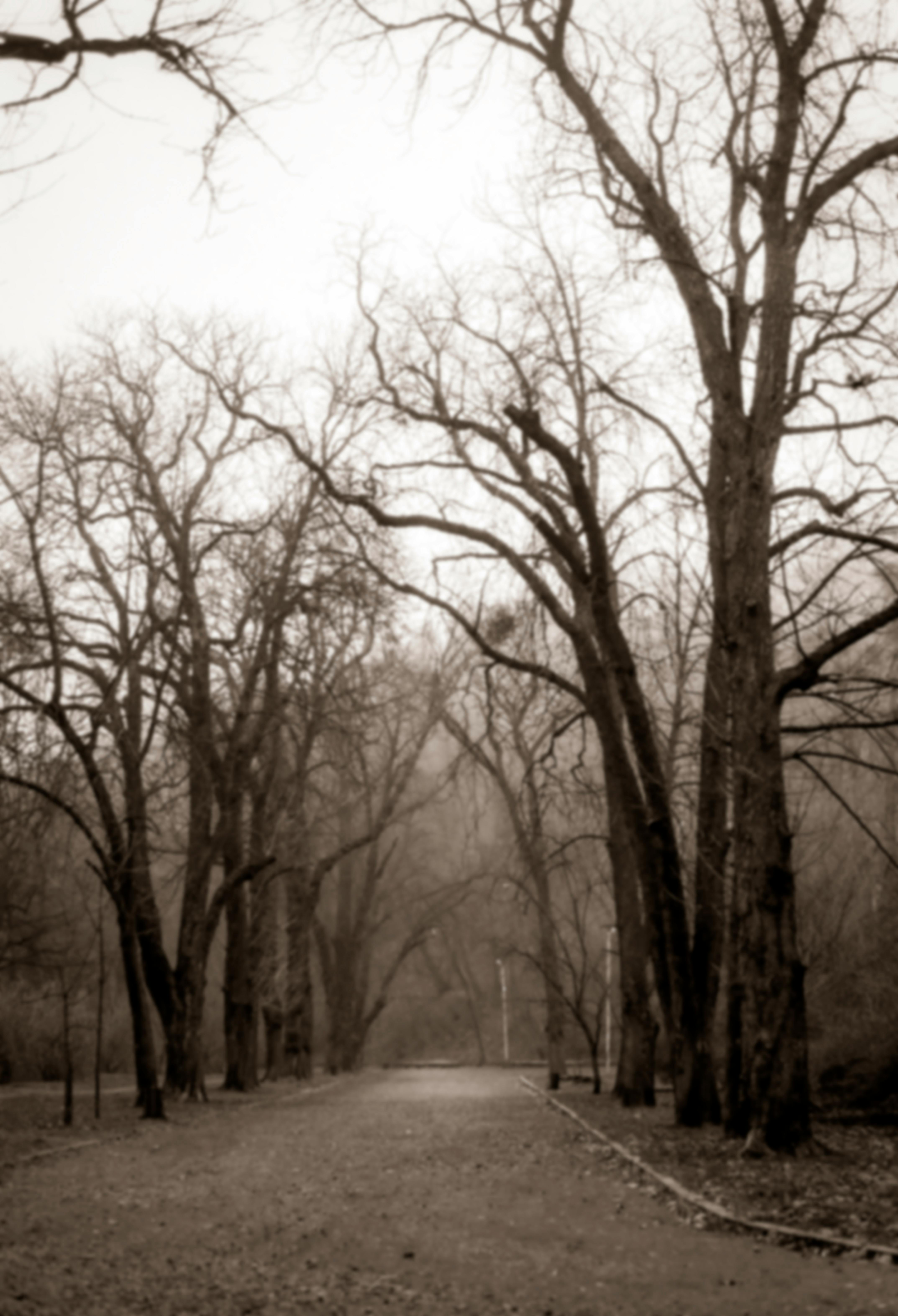Walkway in park with leafless trees in fall · Free Stock Photo