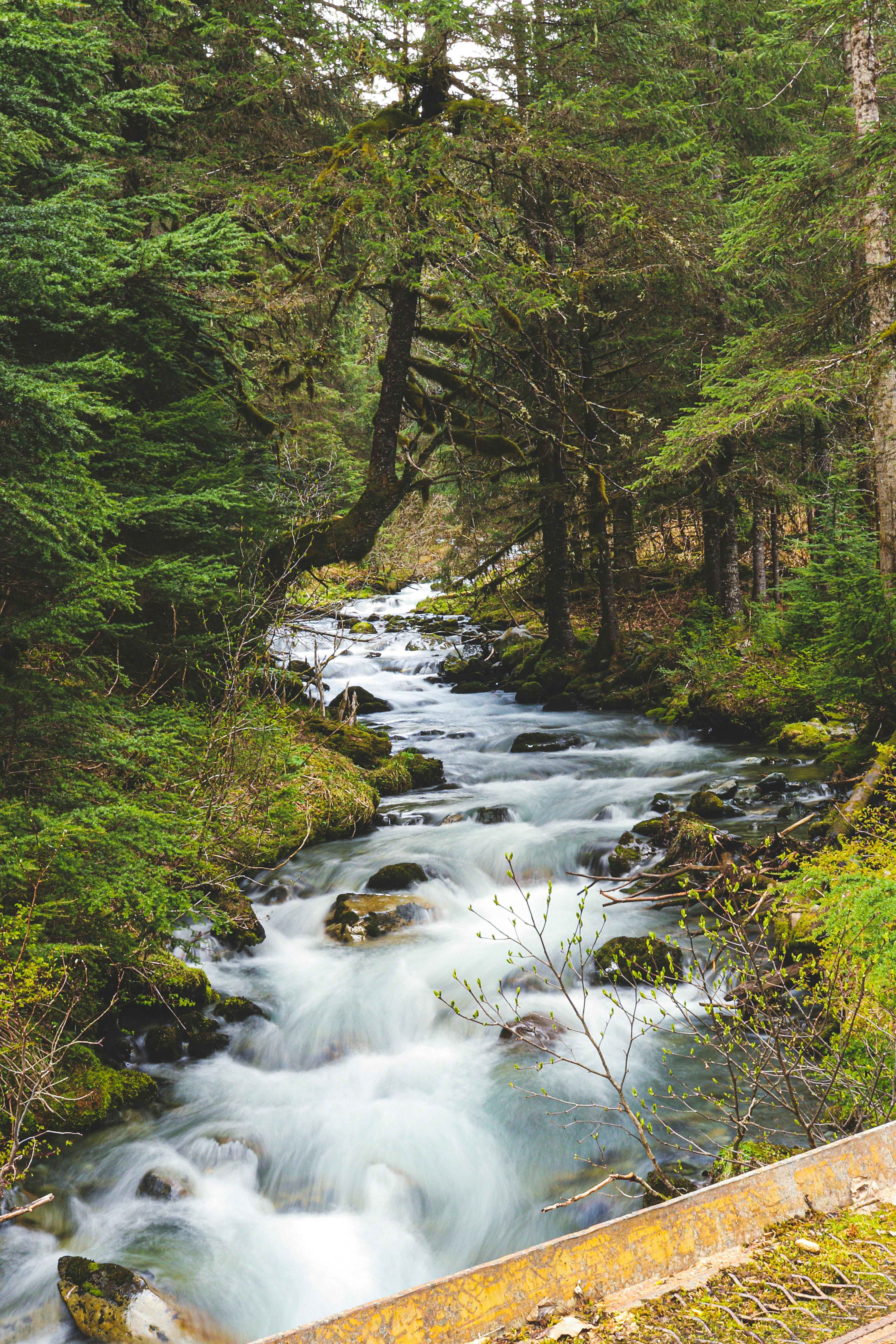 Stream Flowing between Trees · Free Stock Photo
