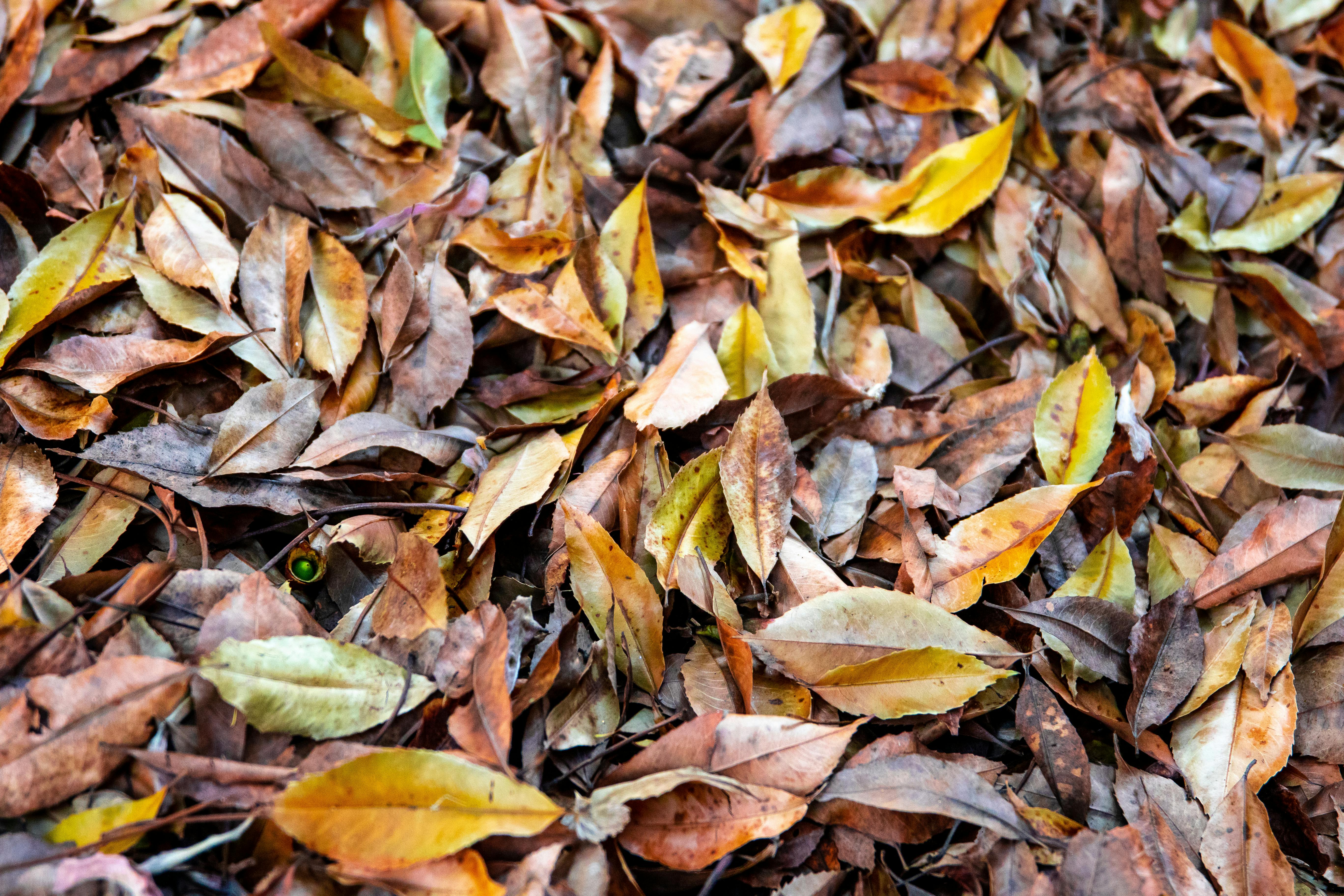 Close Up Photo of Dry Leaves · Free Stock Photo