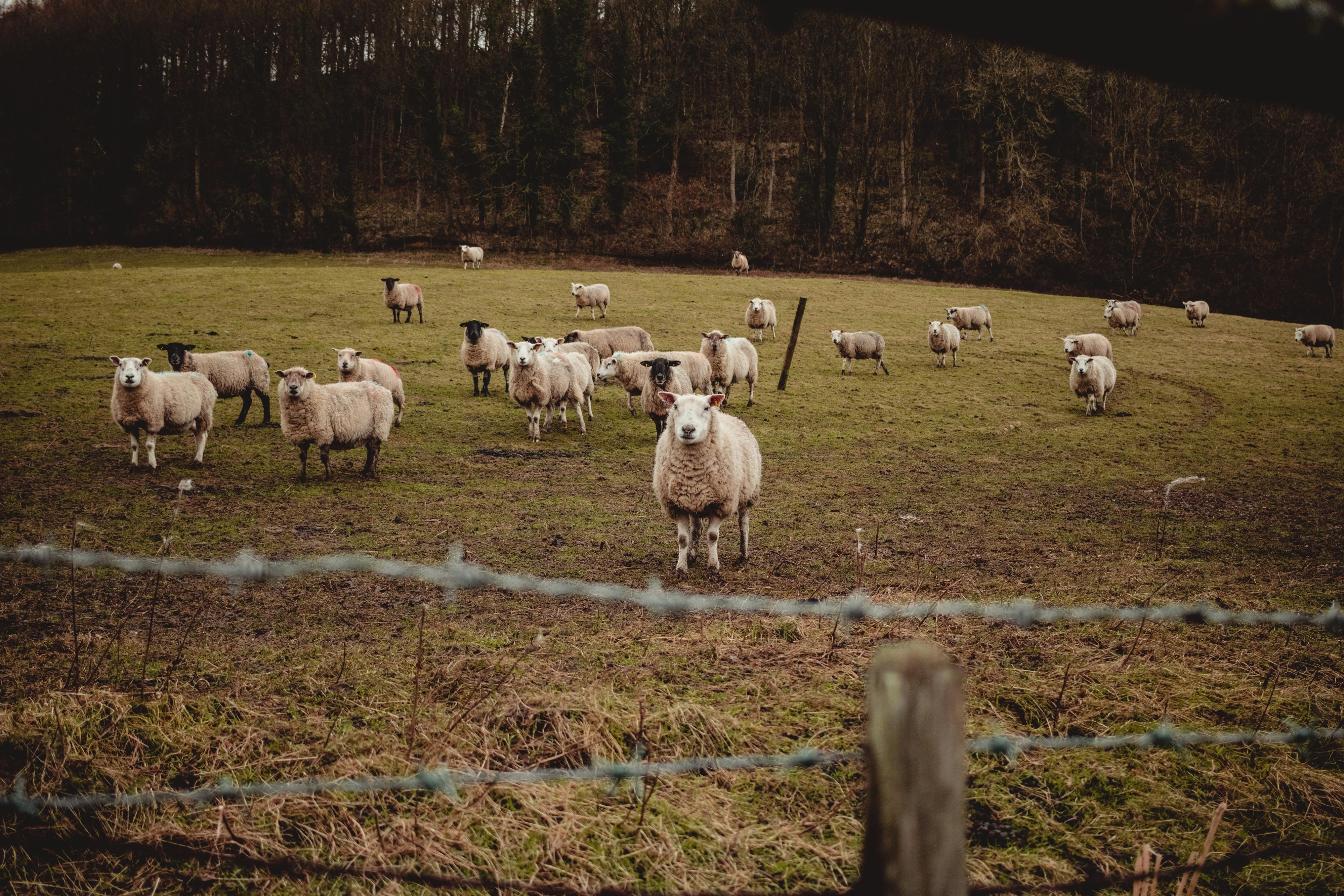 Sheep standing on green meadow in countryside · Free Stock Photo