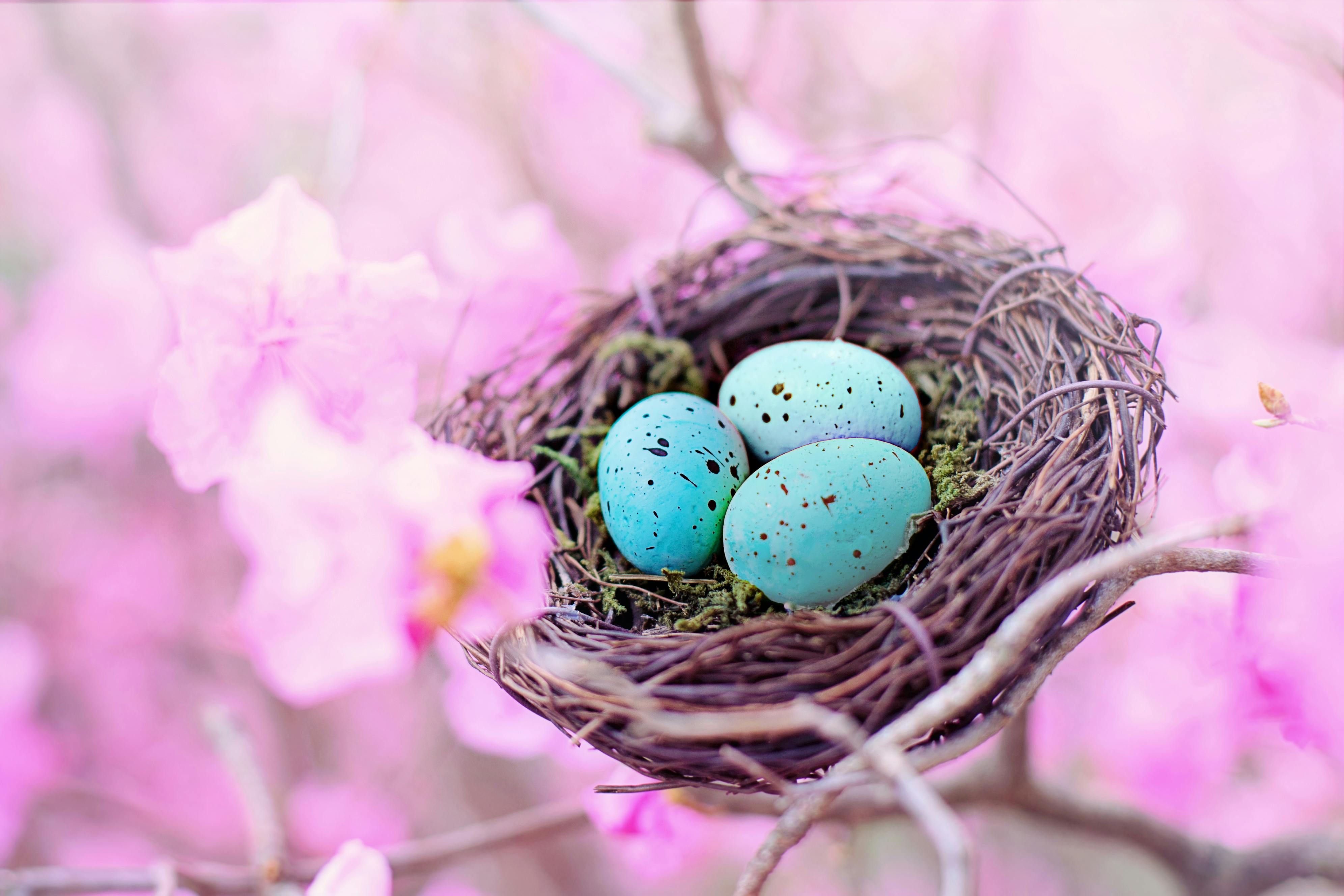 Blue Eggs on Nest · Free Stock Photo