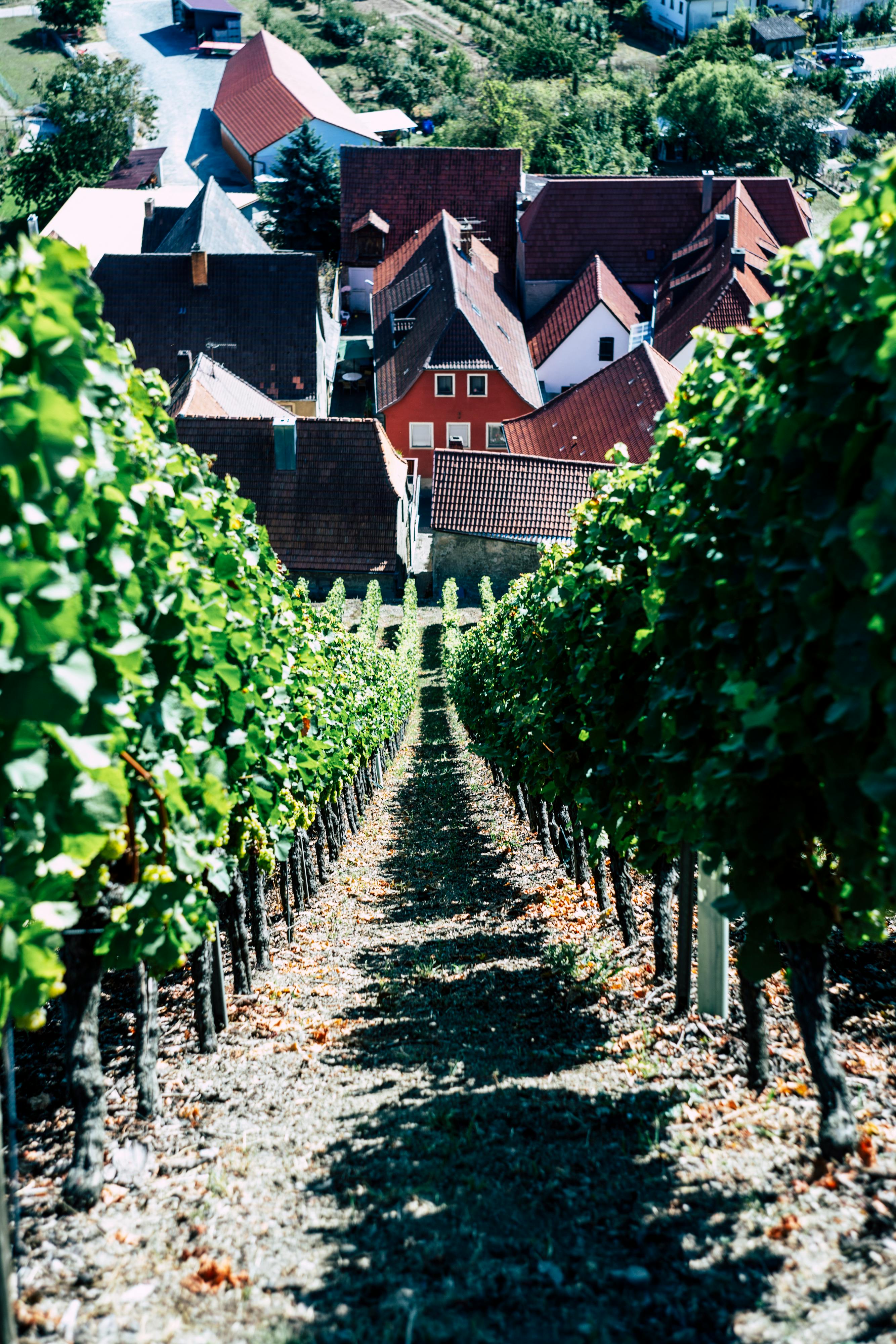 Vino Photos, Download The BEST Free Vino Stock Photos & HD Images