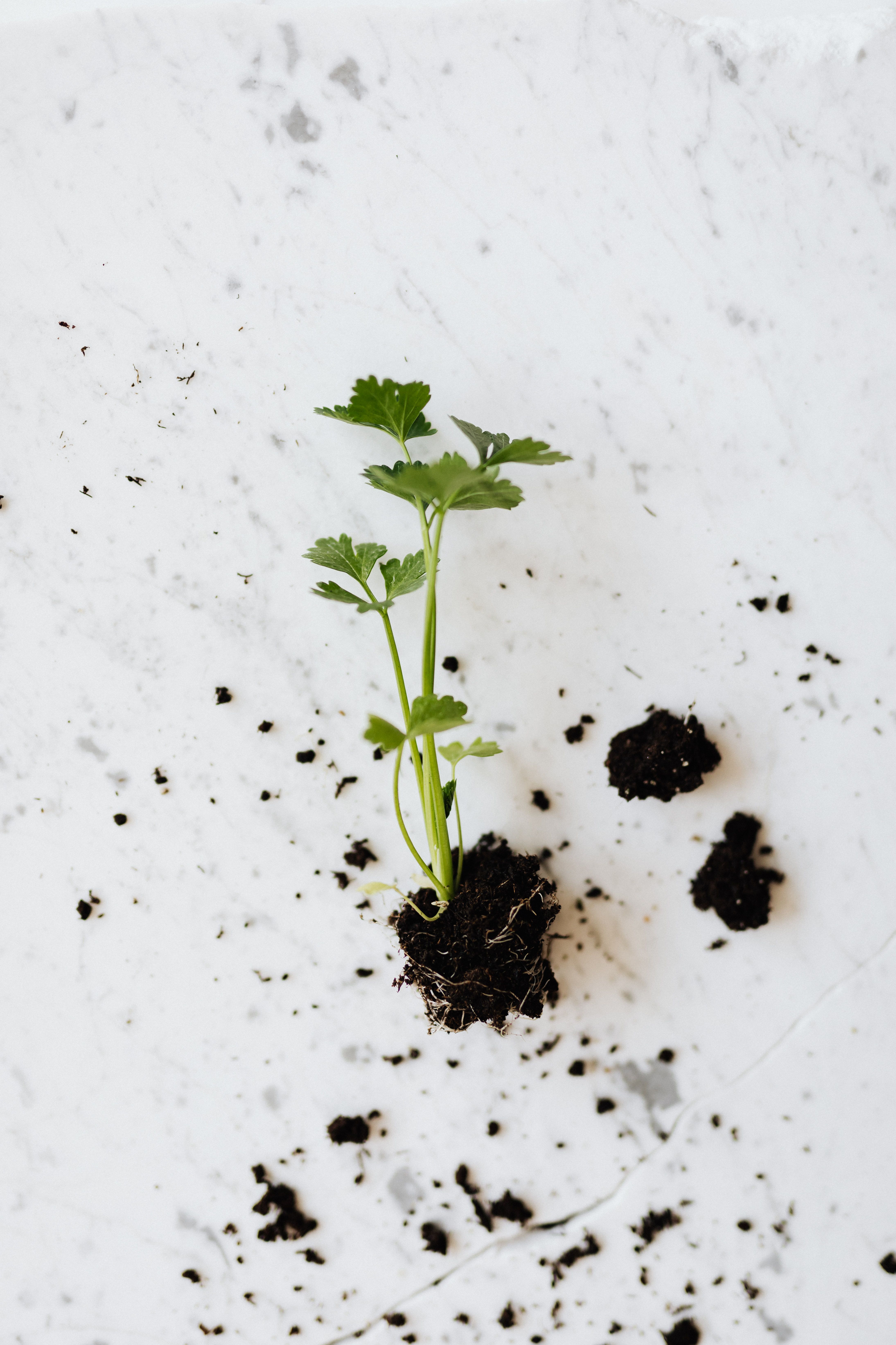 Green seedlings of parsley on marble desk · Free Stock Photo